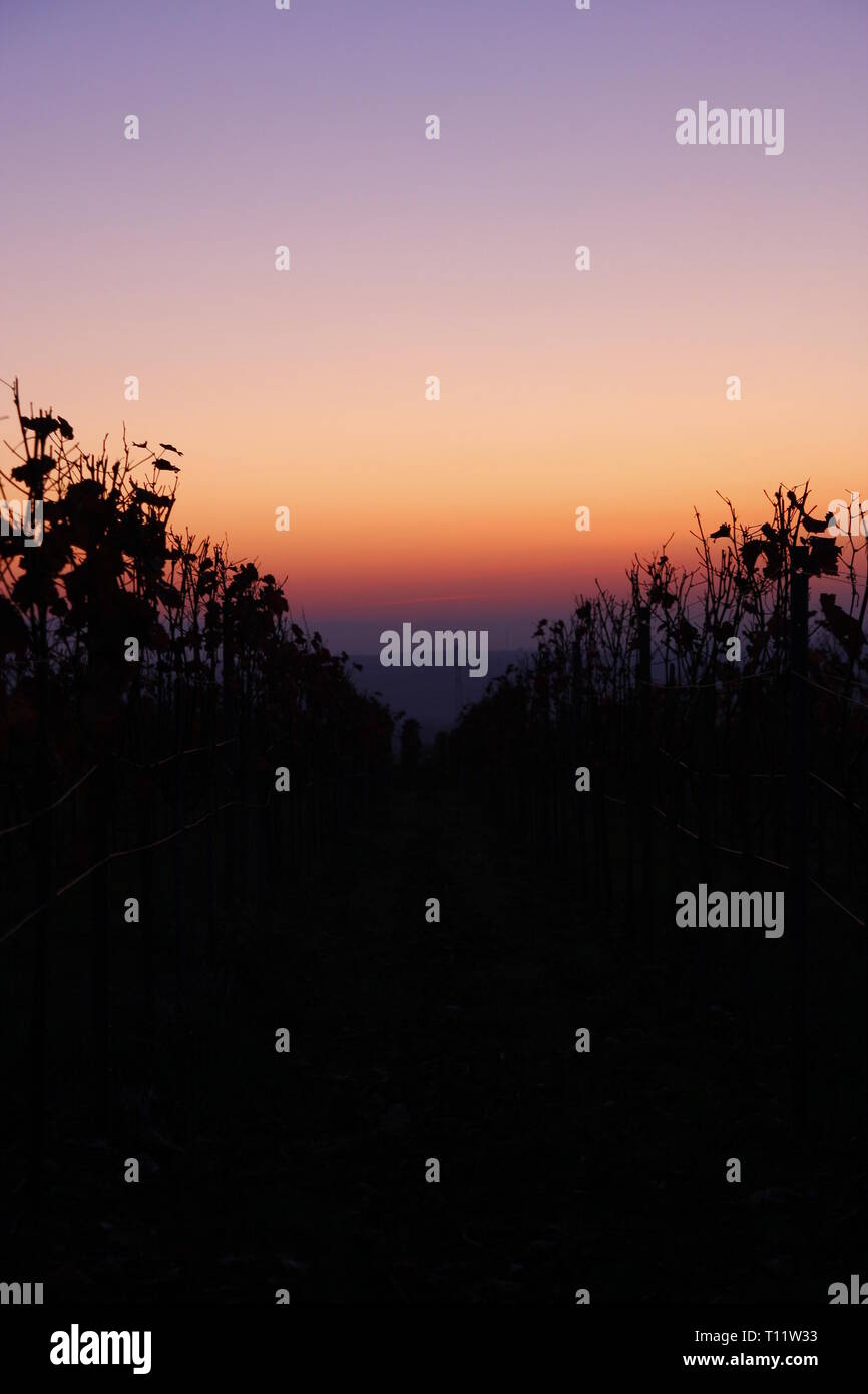 night sky in vine yard Stock Photo - Alamy