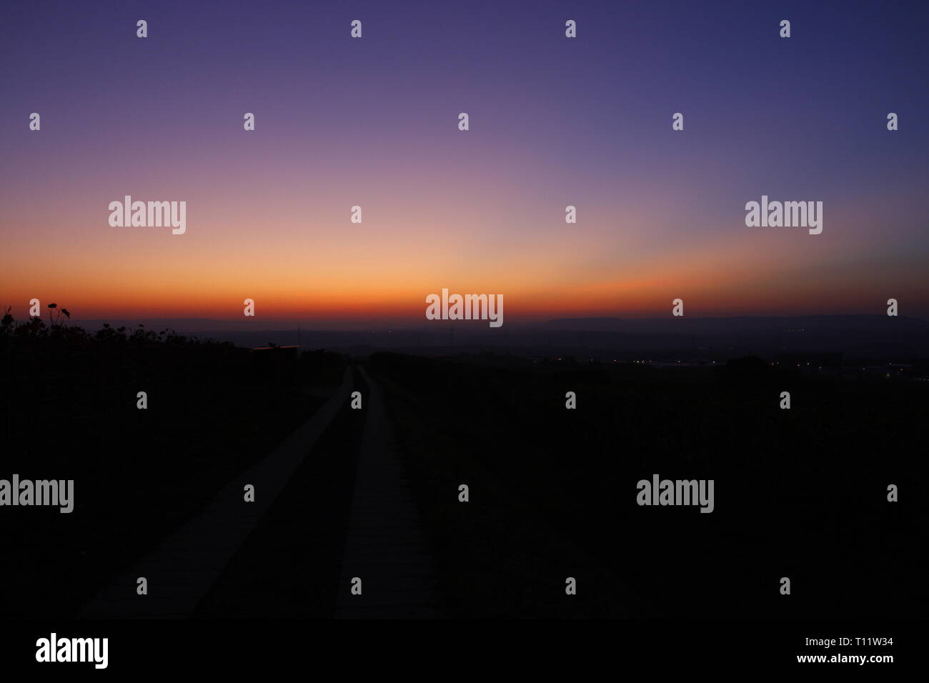 night sky in vine yard Stock Photo - Alamy