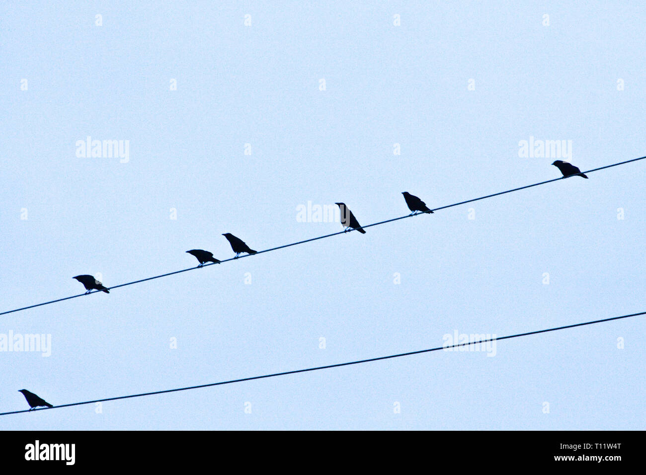 birds on a electricity rope Stock Photo - Alamy
