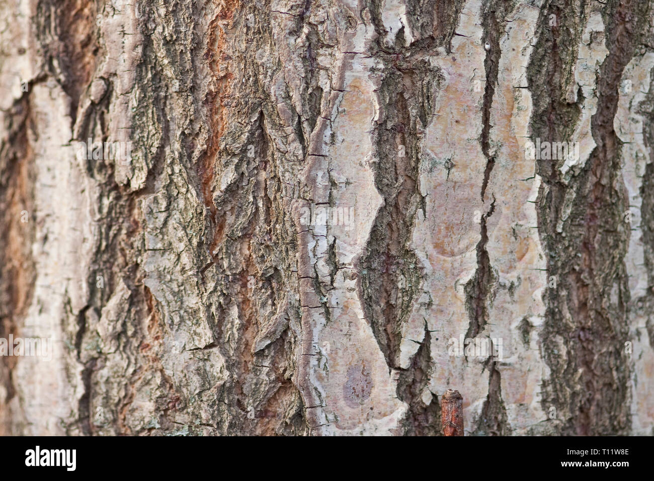 Close up of a tree bark Stock Photo - Alamy