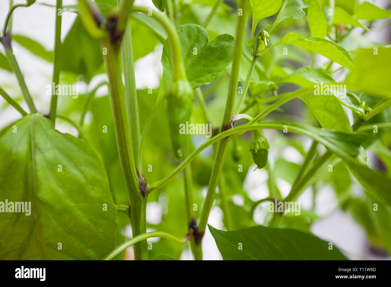 Paprika field chilli hi-res stock photography and images - Alamy