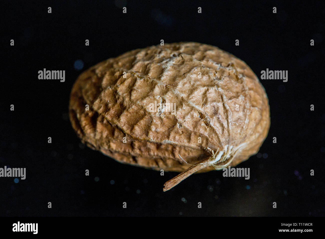 close up from a groundnut in her shell Stock Photo - Alamy