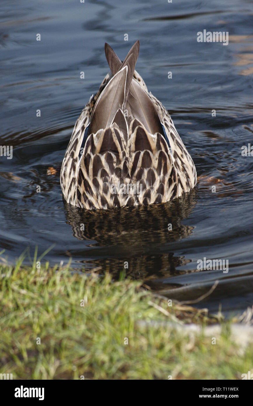 Black and white ducks diving in water hi-res stock photography and ...