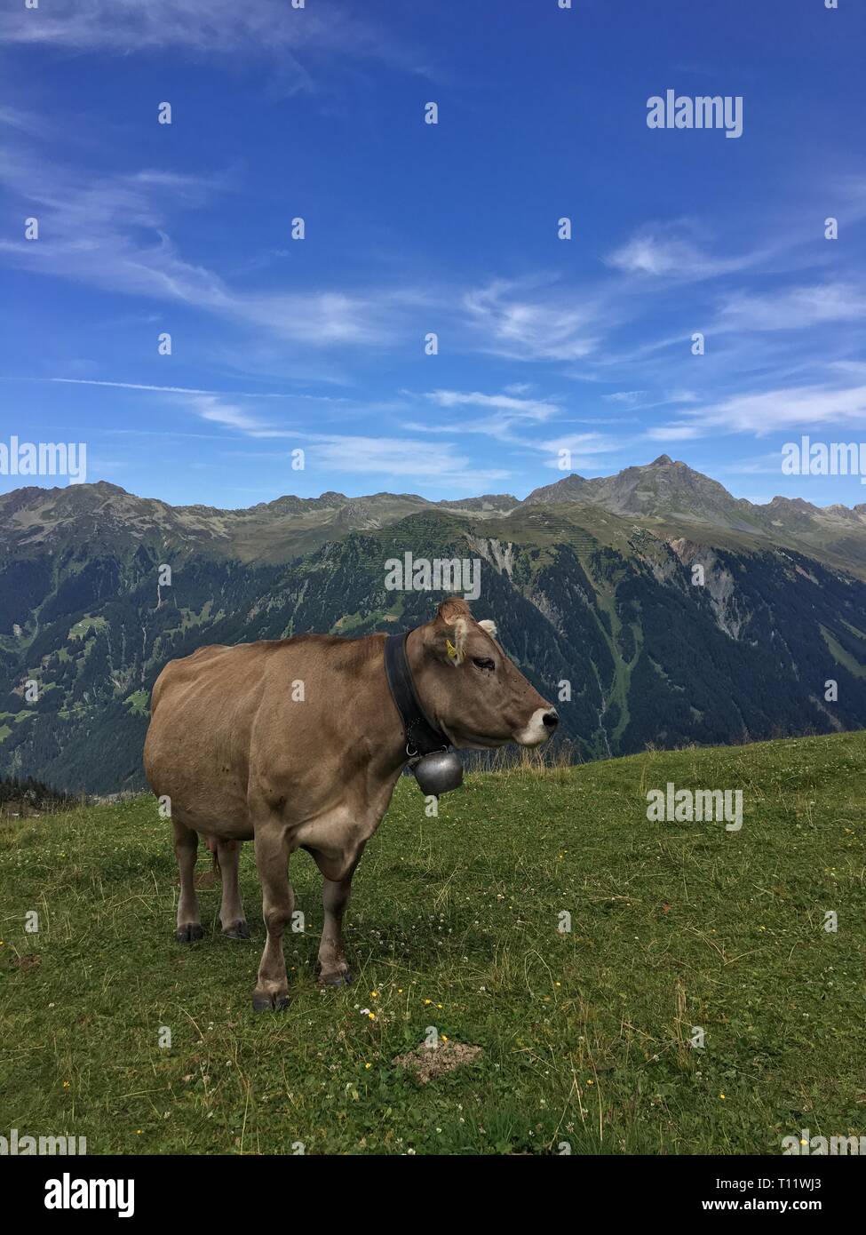 A brown cow in the mountains Alps Stock Photo - Alamy