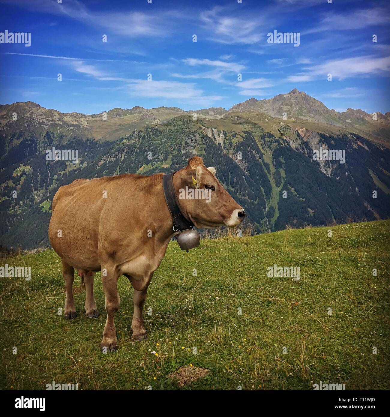 Brown swiss cow hi-res stock photography and images - Alamy