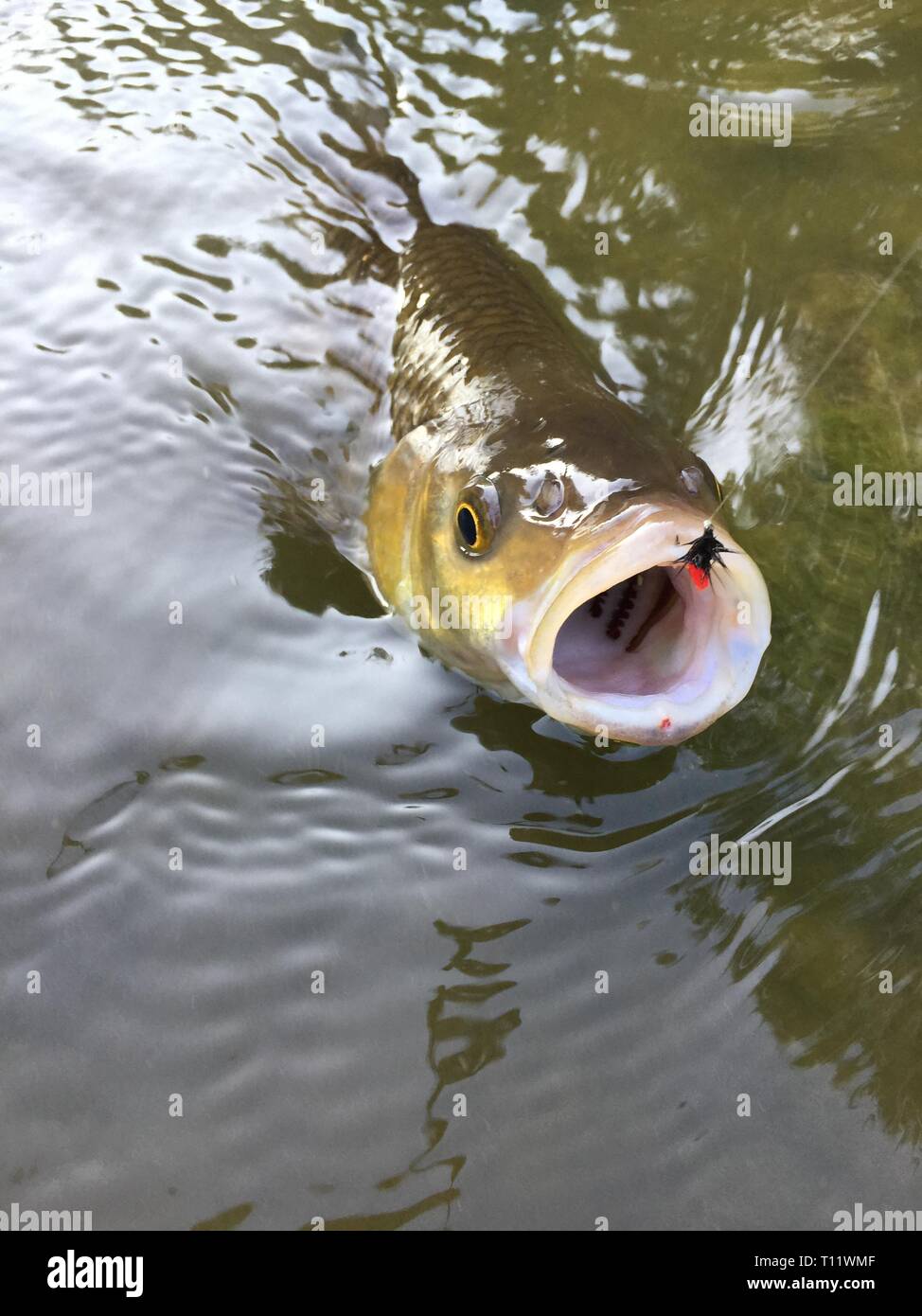 Fat chub hi-res stock photography and images - Alamy