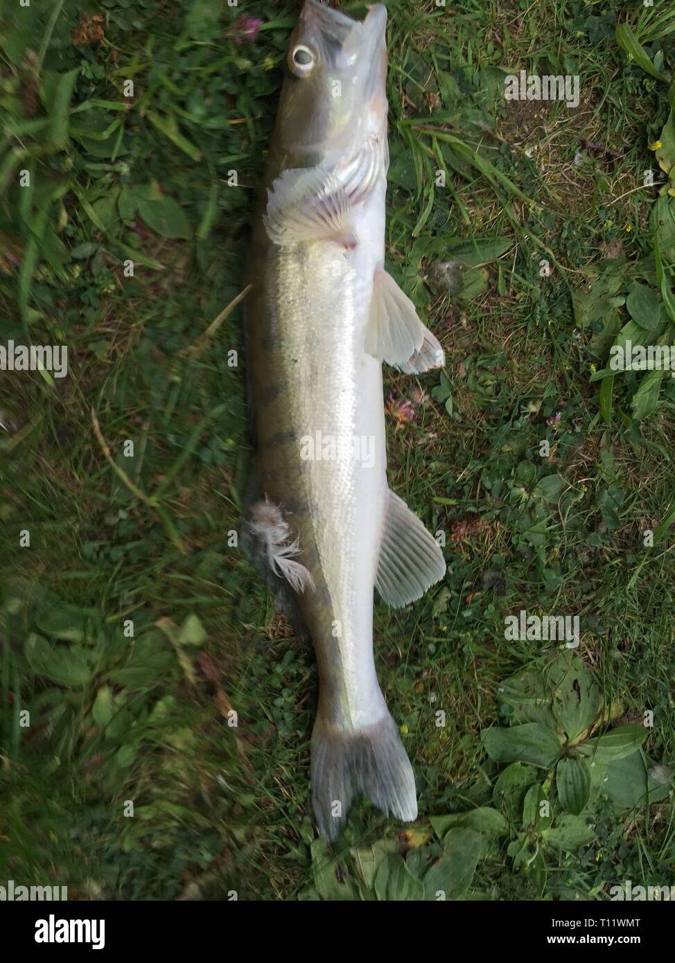 a baby zander was caught with the spinning rod and a small spinner jerk ...