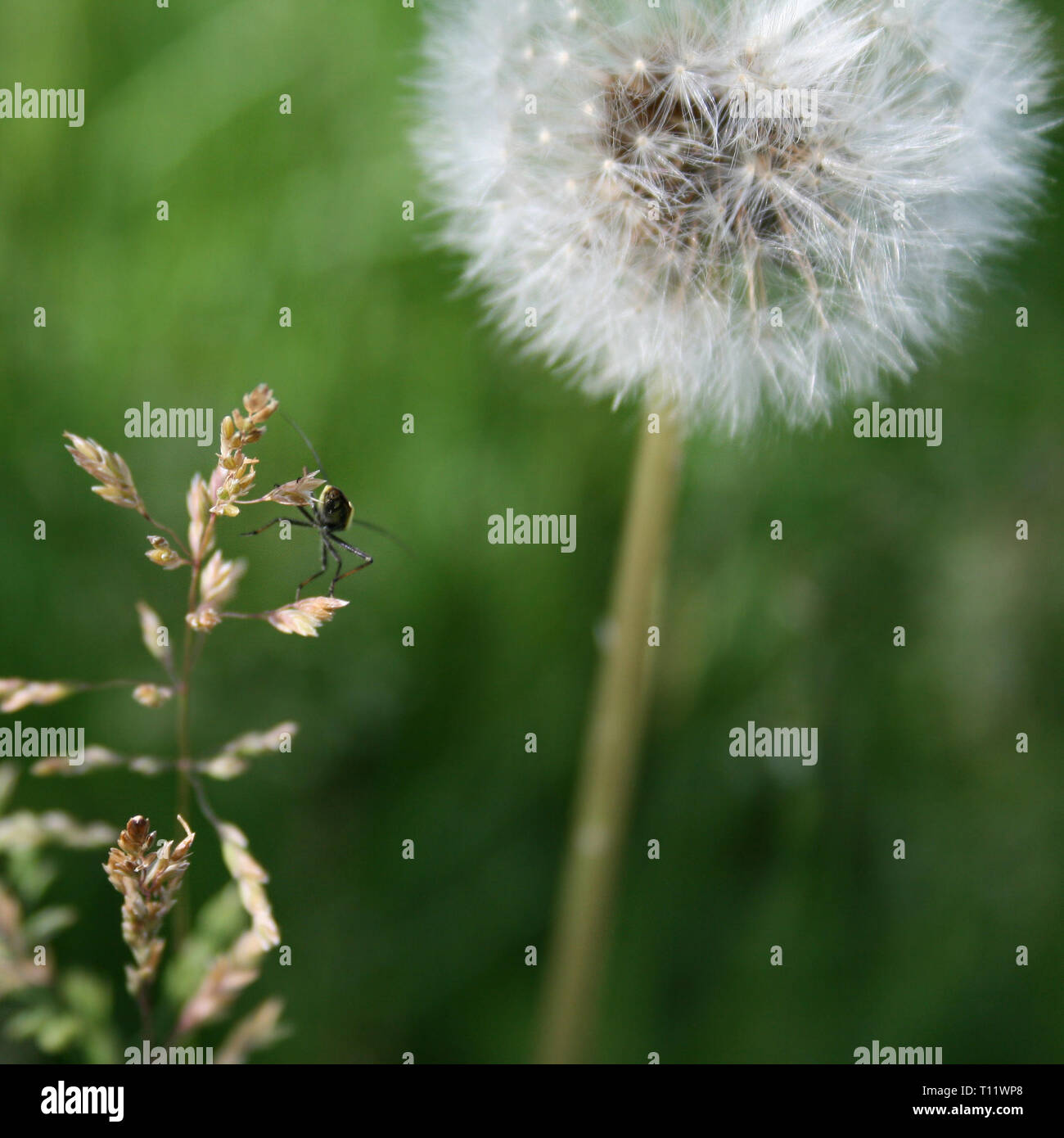 Close-up of a blowball with a little flying bug Stock Photo - Alamy