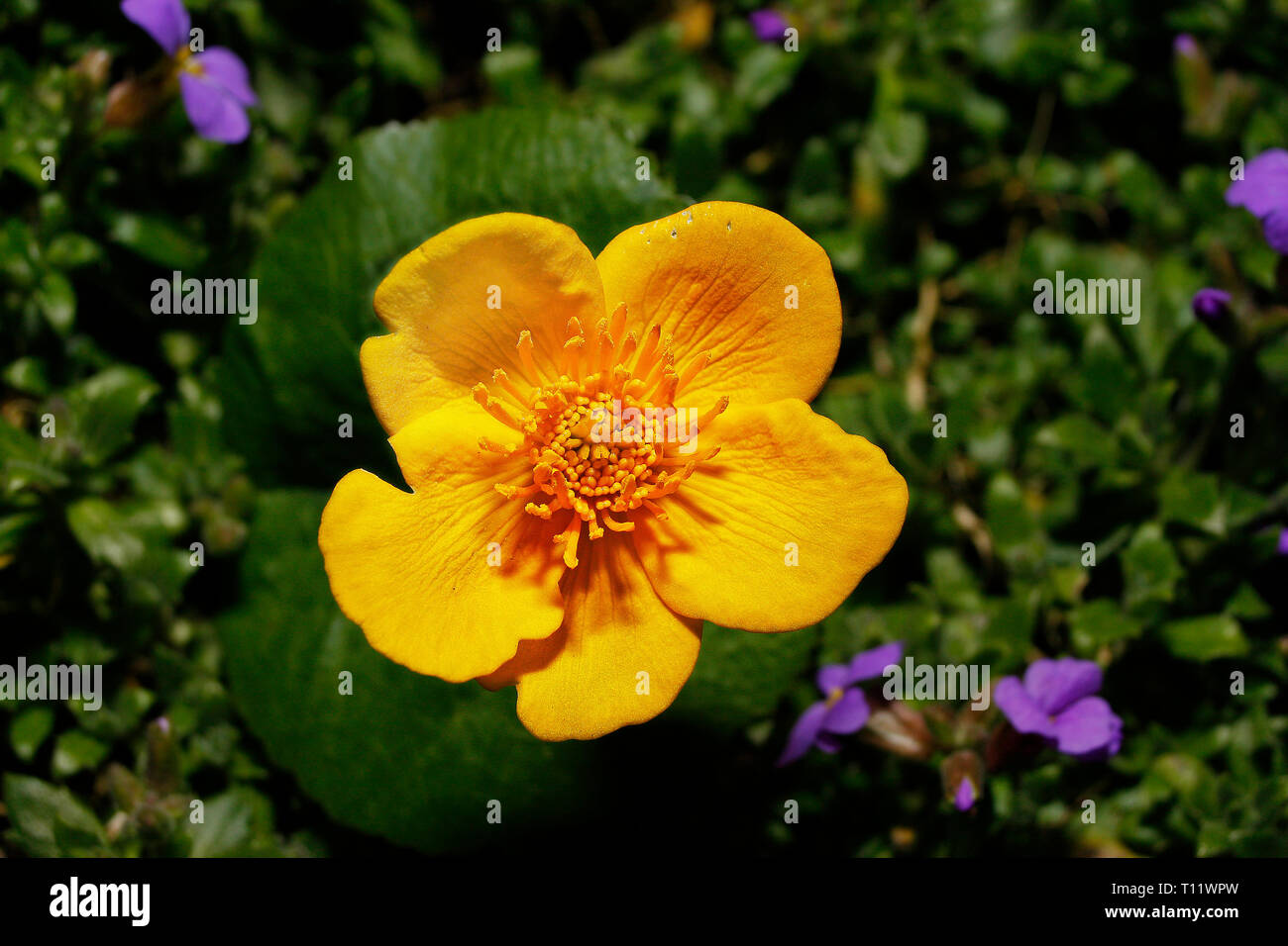 macro of a yellow blossom Stock Photo - Alamy
