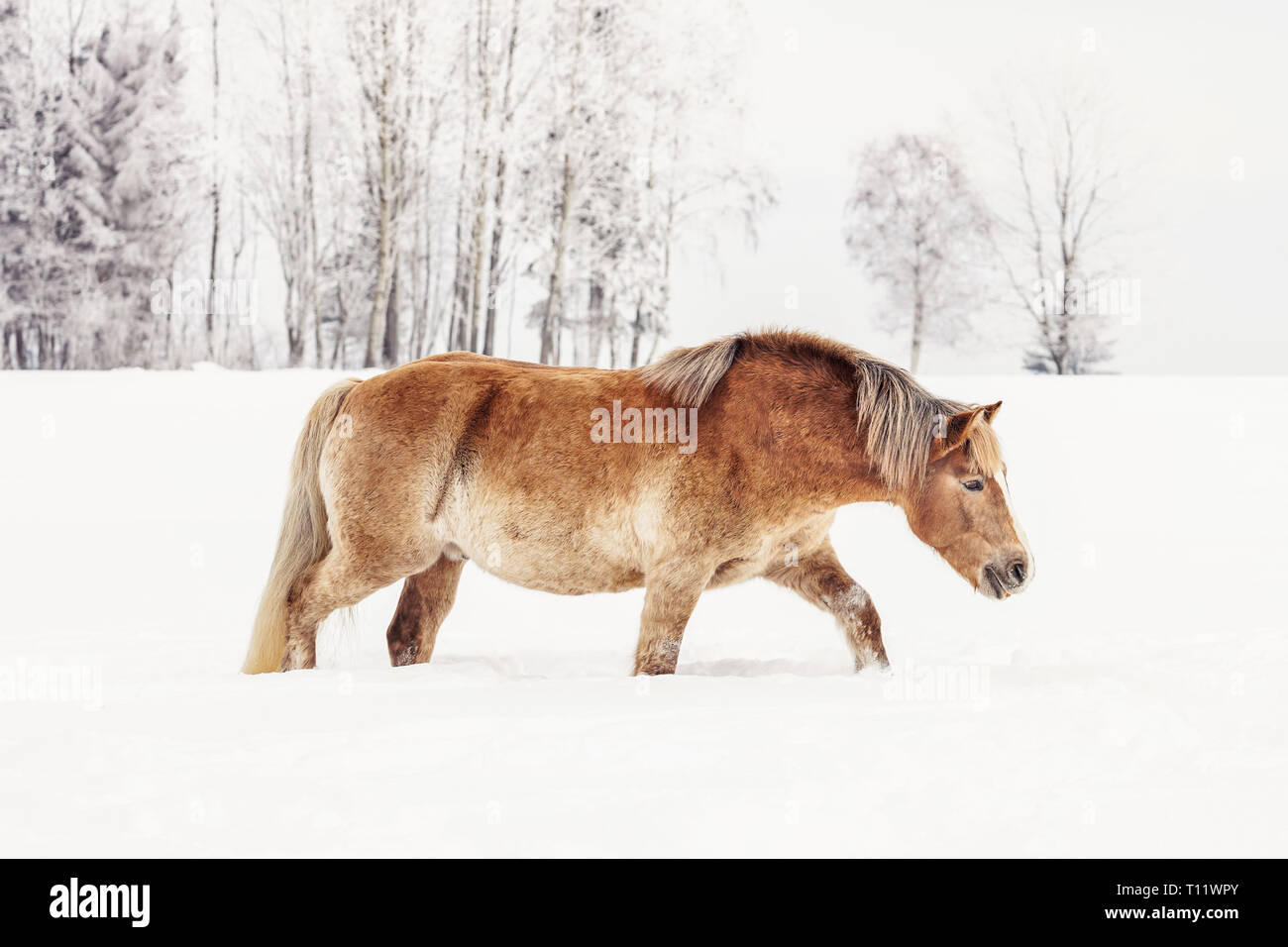 Light brown horse wading through snow on field in winter, blurred trees ...