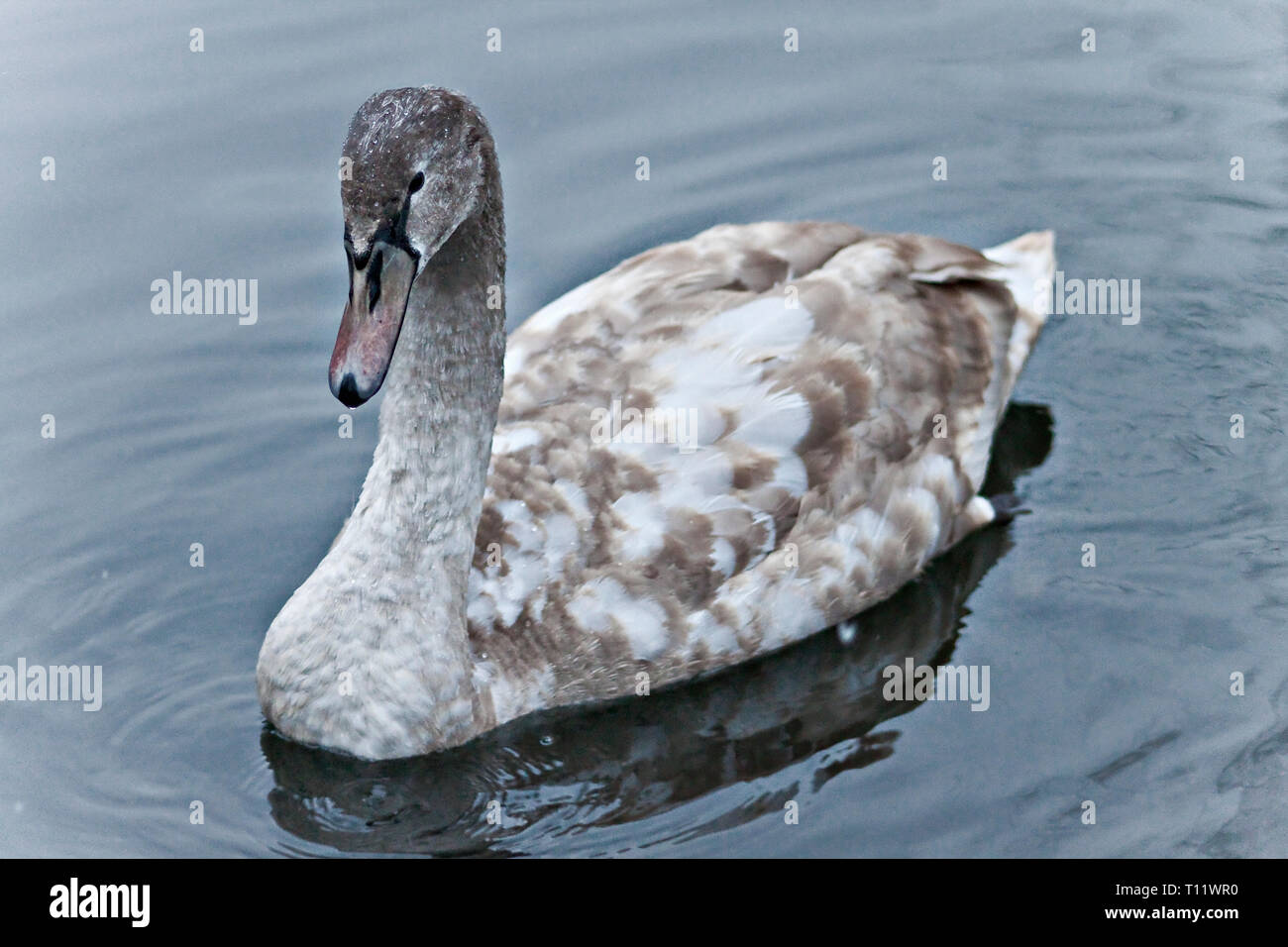 Grey swan hi-res stock photography and images - Alamy