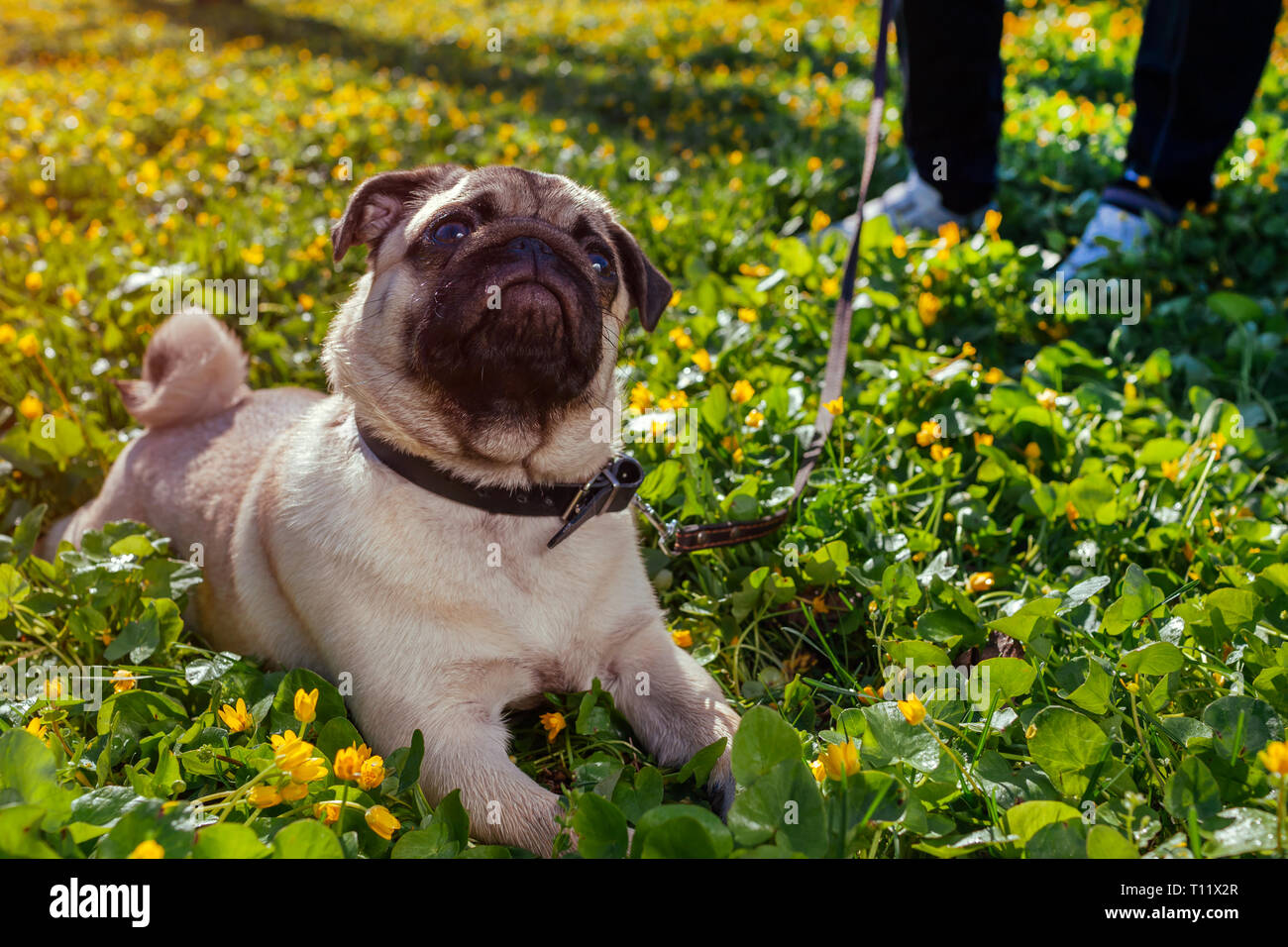 Woman walking pug dog in spring forest. Happy puppy lying among yellow ...