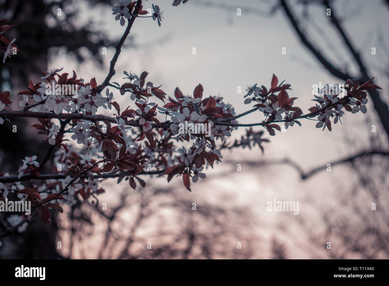 Beautiful Japanese flowers in blue spring Stock Photo - Alamy