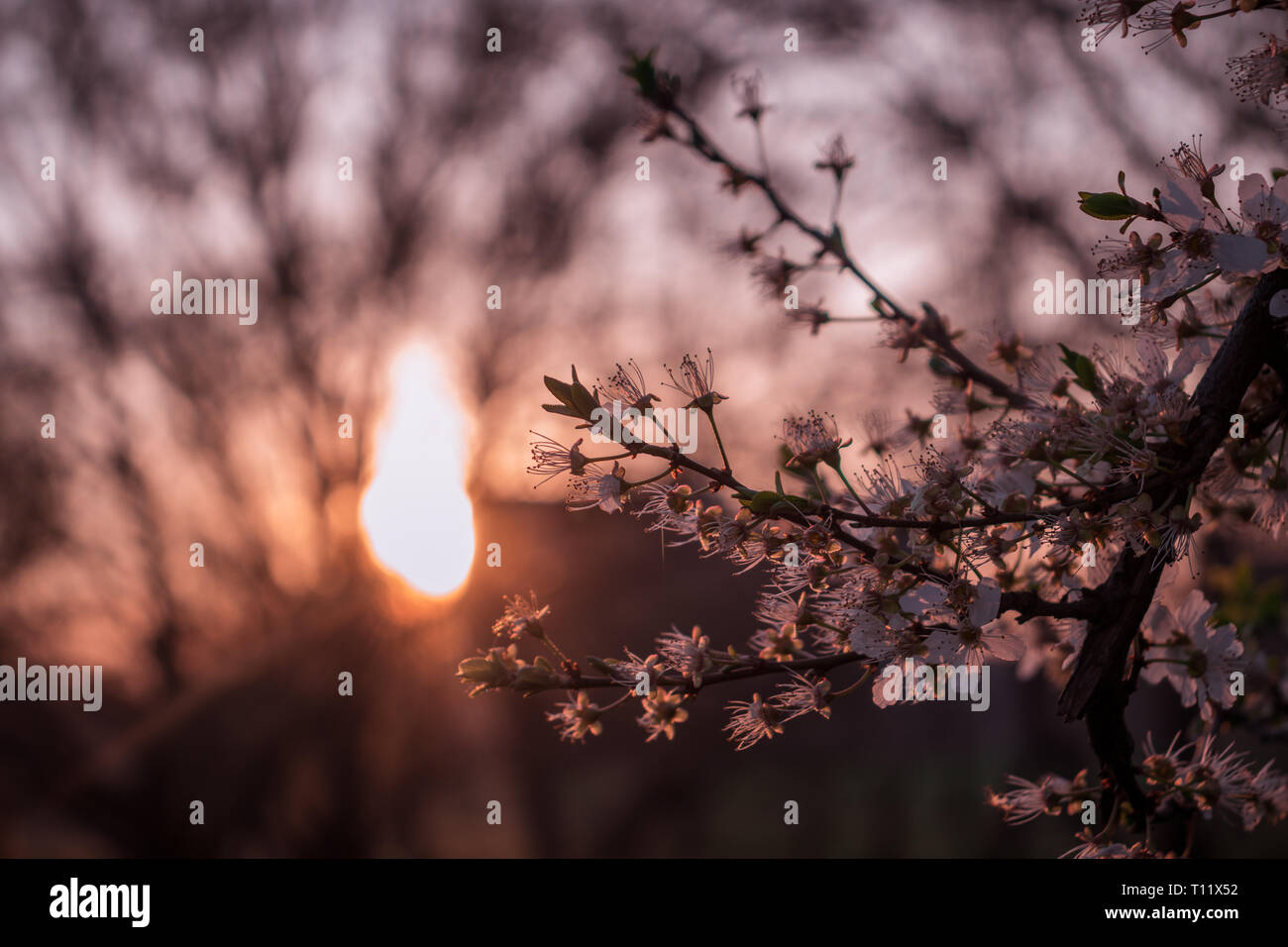 Beautiful Japanese flowers in sunset spring Stock Photo - Alamy