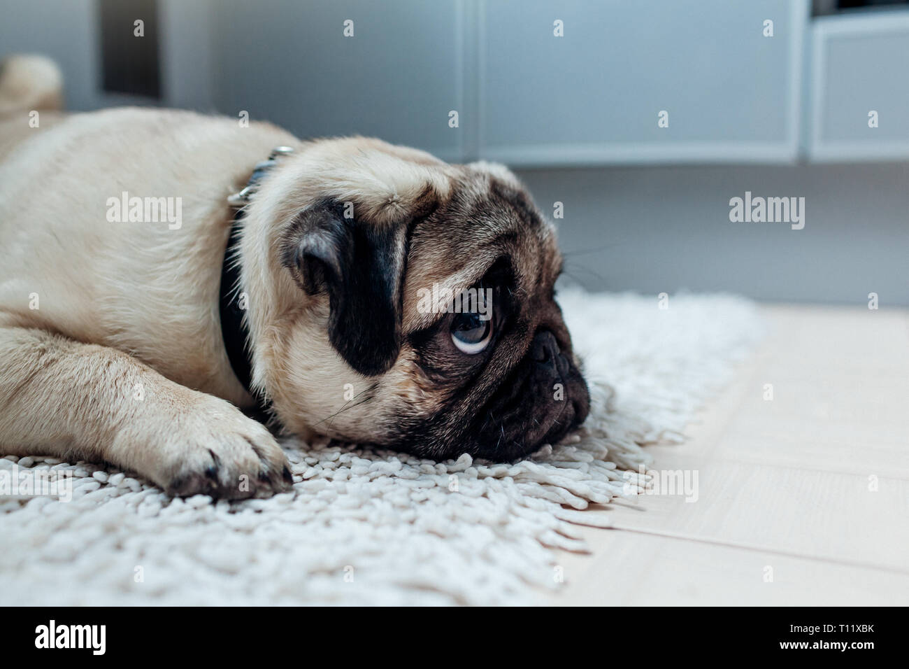 Sad pug dog was punished and left alone on the kitchen Stock Photo - Alamy