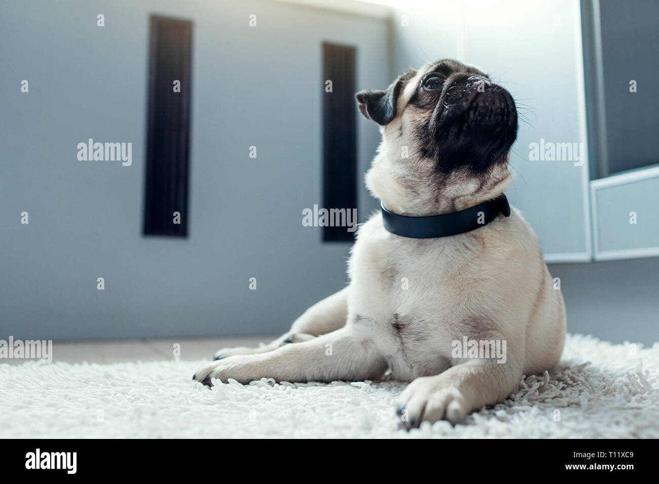 Pug dog lying on the rug and waiting for orders of its master on the ...