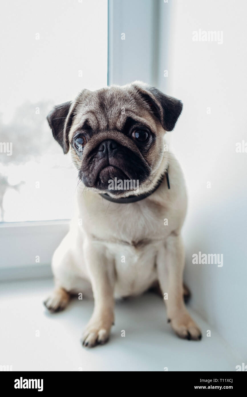 Upset sad pug dog portrait hi-res stock photography and images - Alamy