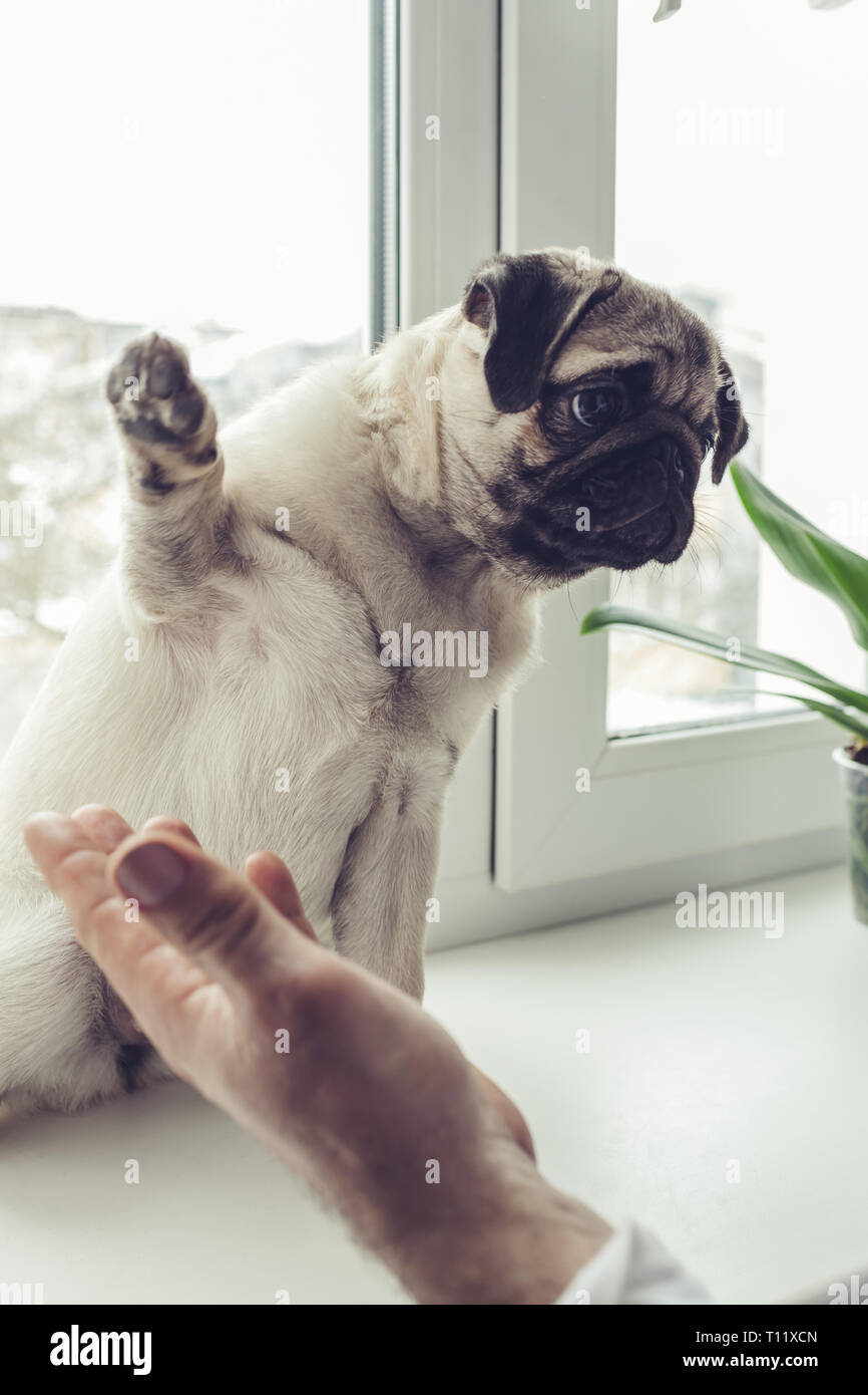 Raise paw hi-res stock photography and images - Alamy
