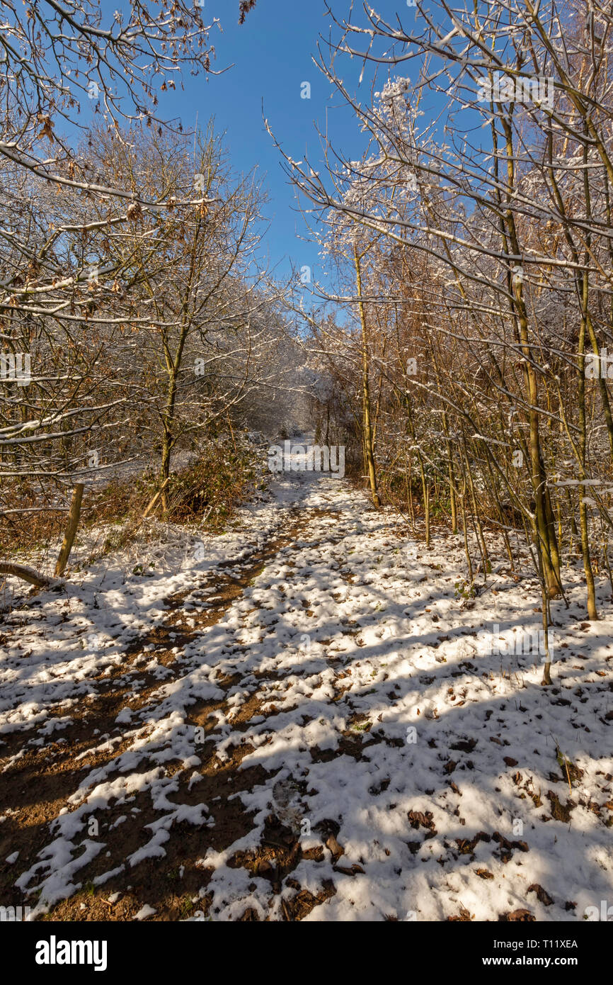 Path in the woods in winter Stock Photo - Alamy