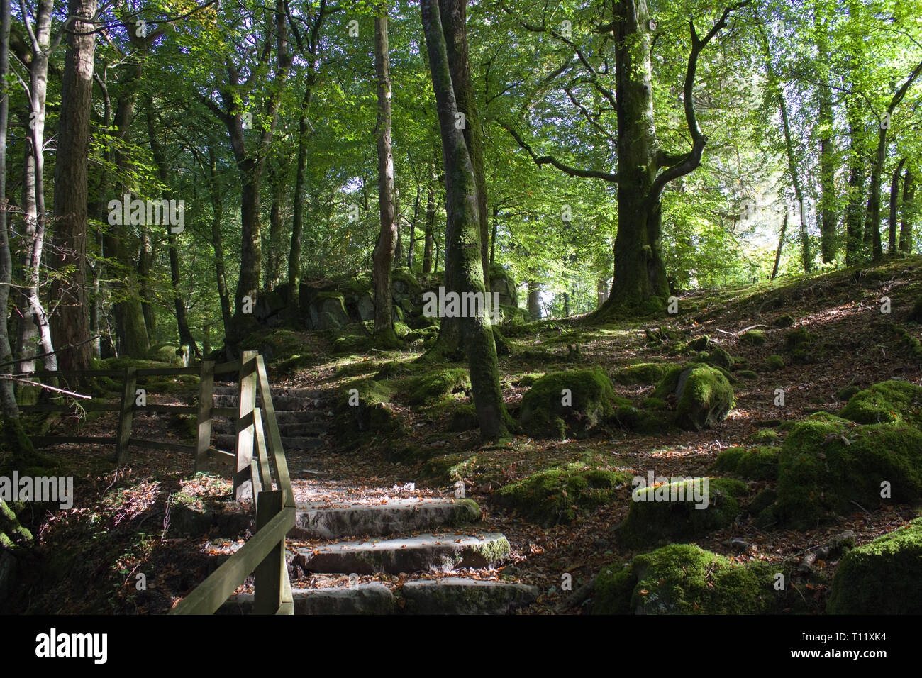 Old Stone Paths Through A Forest In Snowdonia, Wales Stock Photo - Alamy