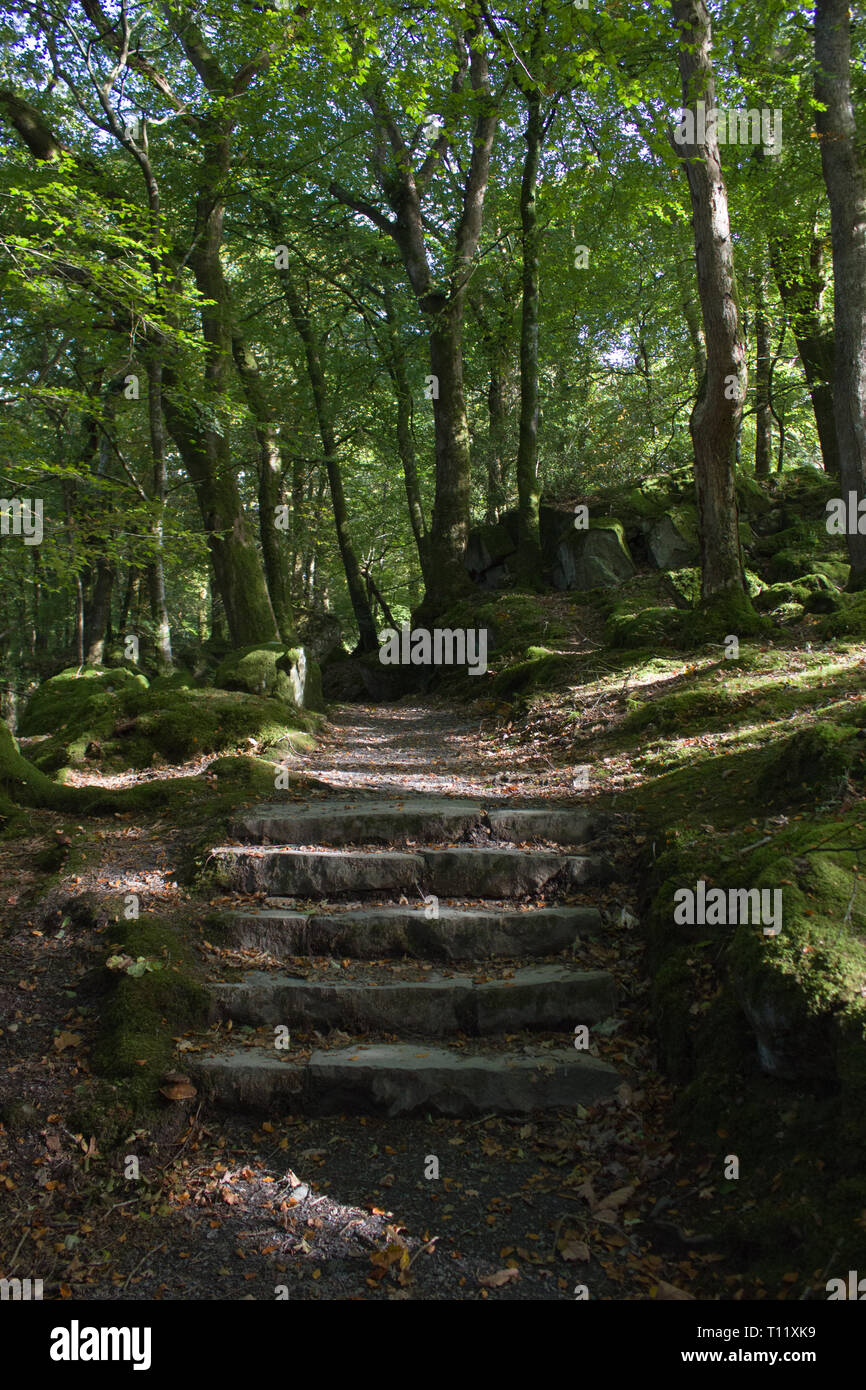 Old Stone Paths Through A Forest In Snowdonia, Wales Stock Photo - Alamy