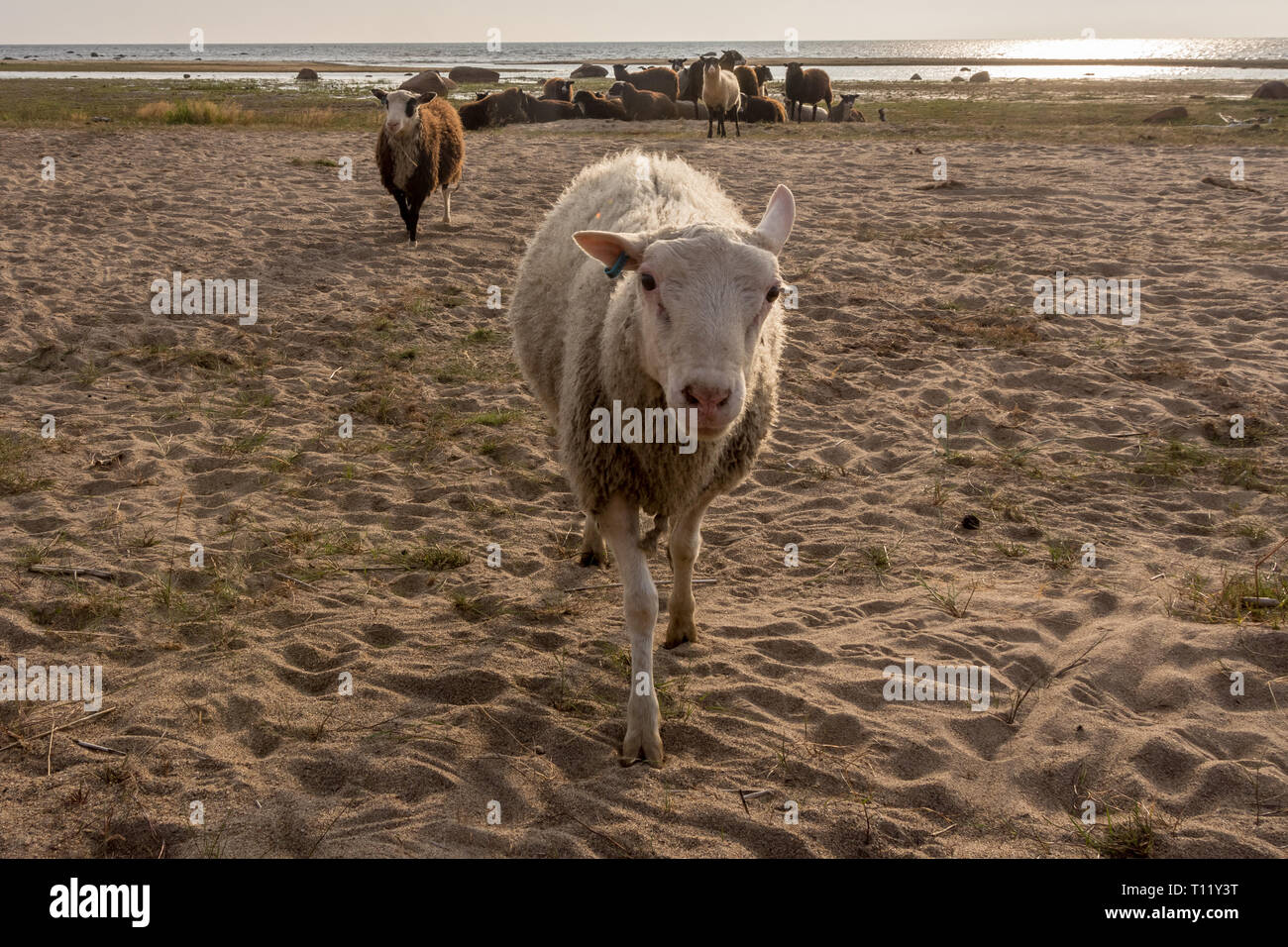 Sheep on the beach Stock Photo - Alamy