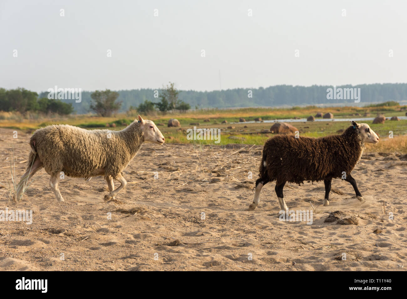Sheep on the beach Stock Photo - Alamy