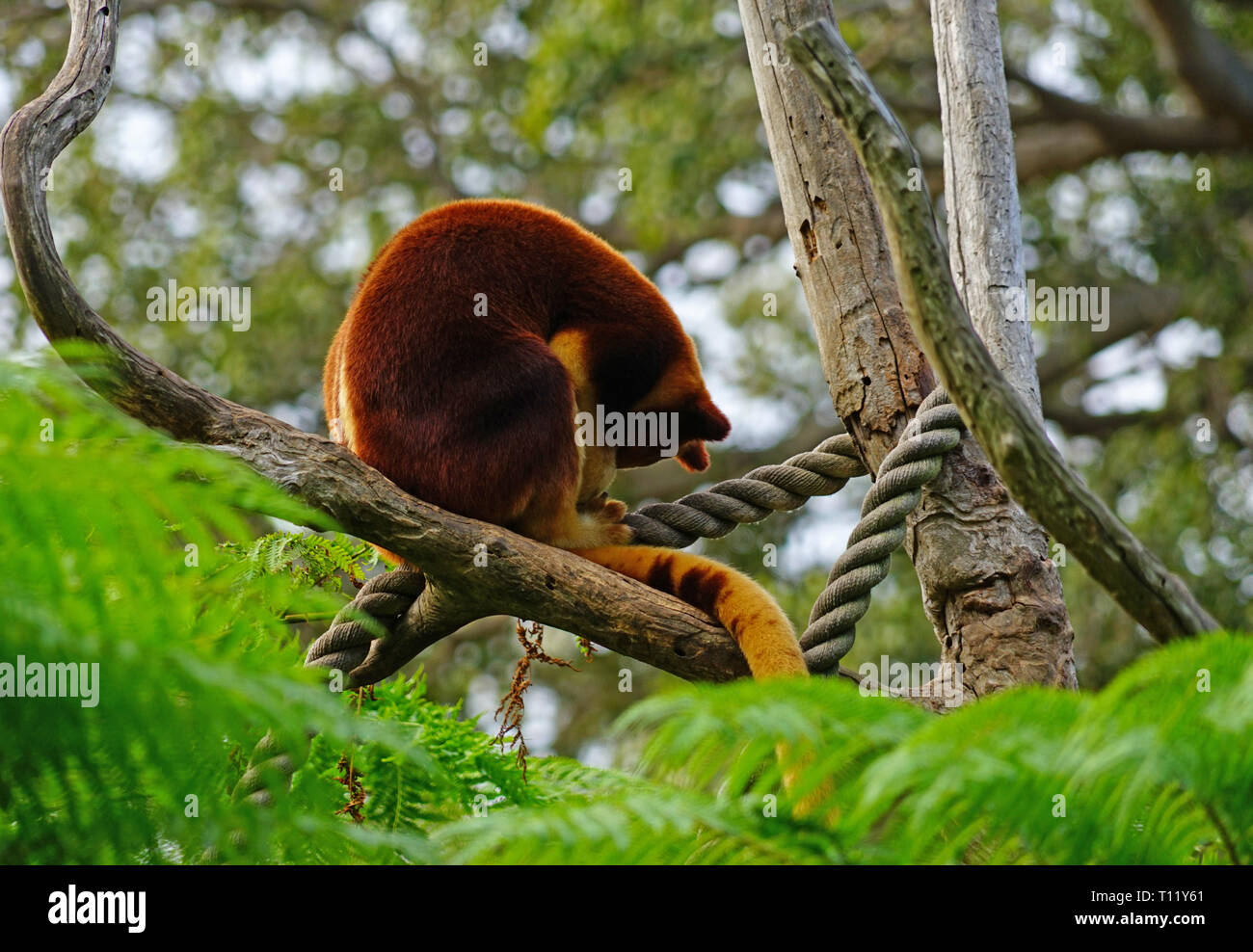 Goodfellow’s tree kangaroo hi-res stock photography and images - Alamy