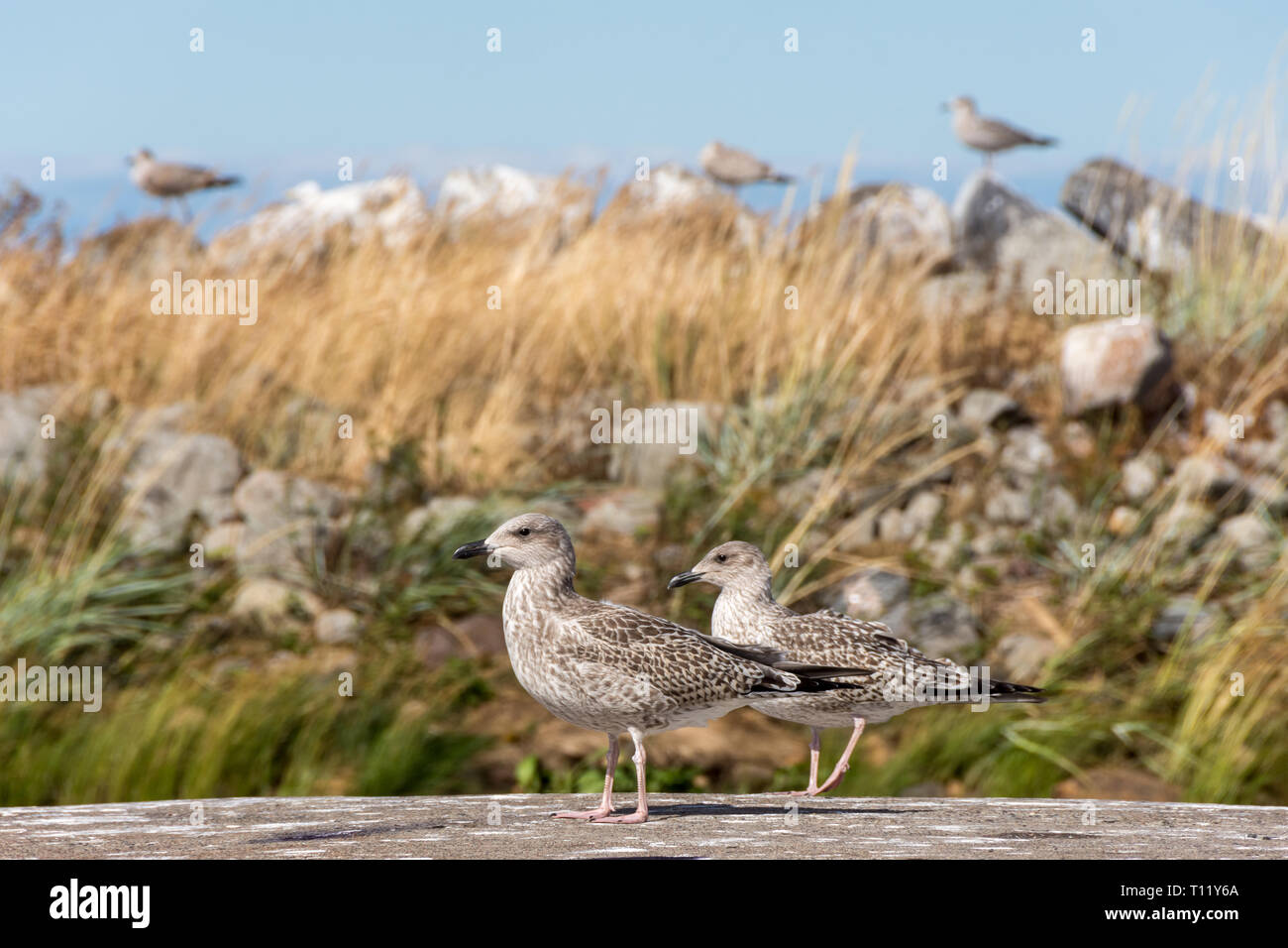 Baby gulls on a windy beach in Hailuoto Stock Photo - Alamy