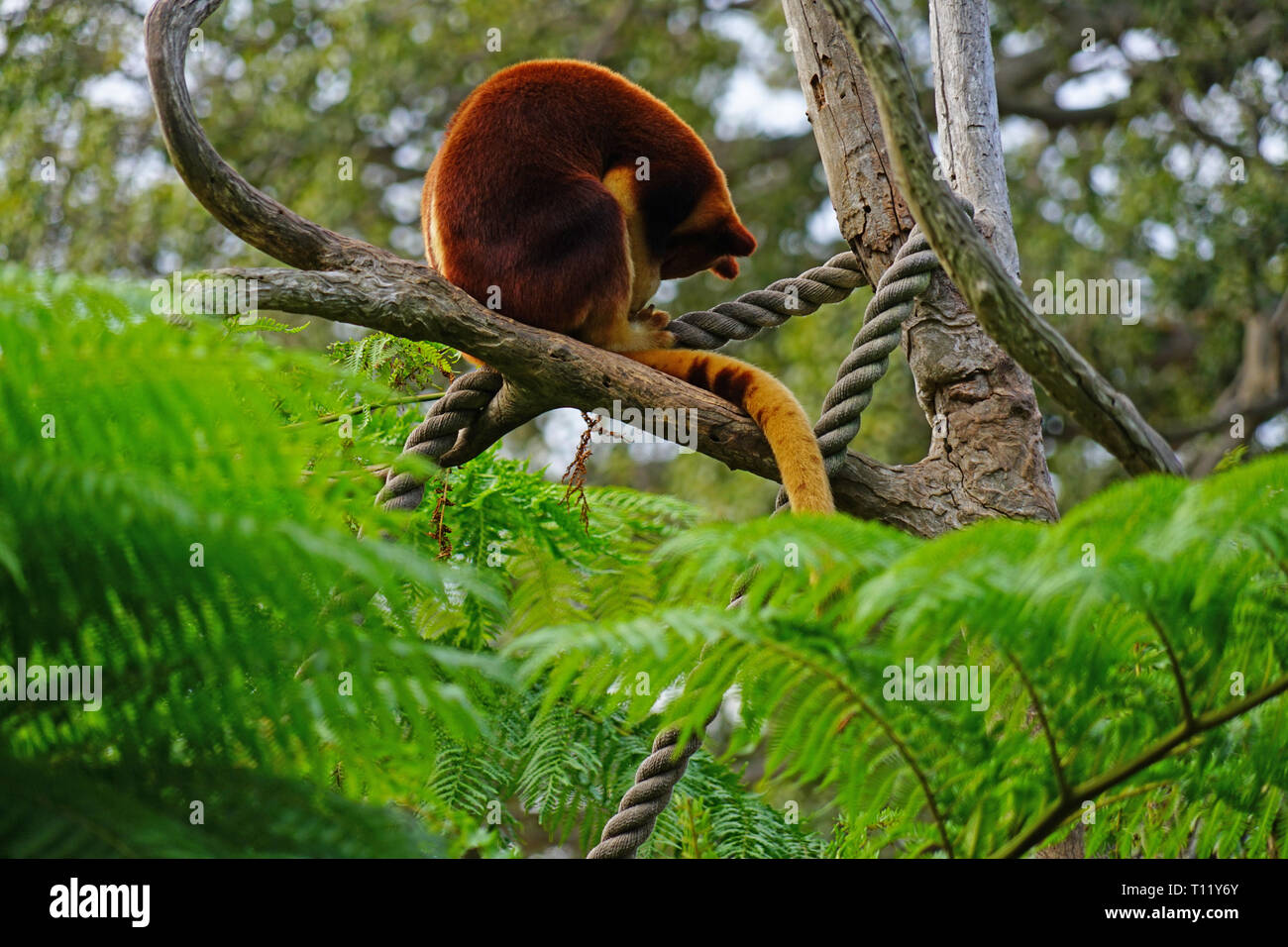 View of a red Goodfellow’s Tree Kangaroo (Dendrolagus goodfellowi) on a ...