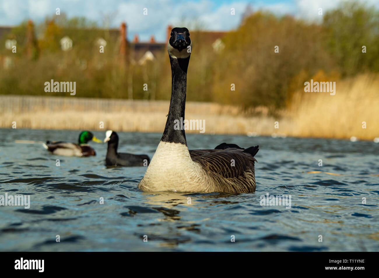 Large Canadian Goose close up at water level Stock Photo - Alamy