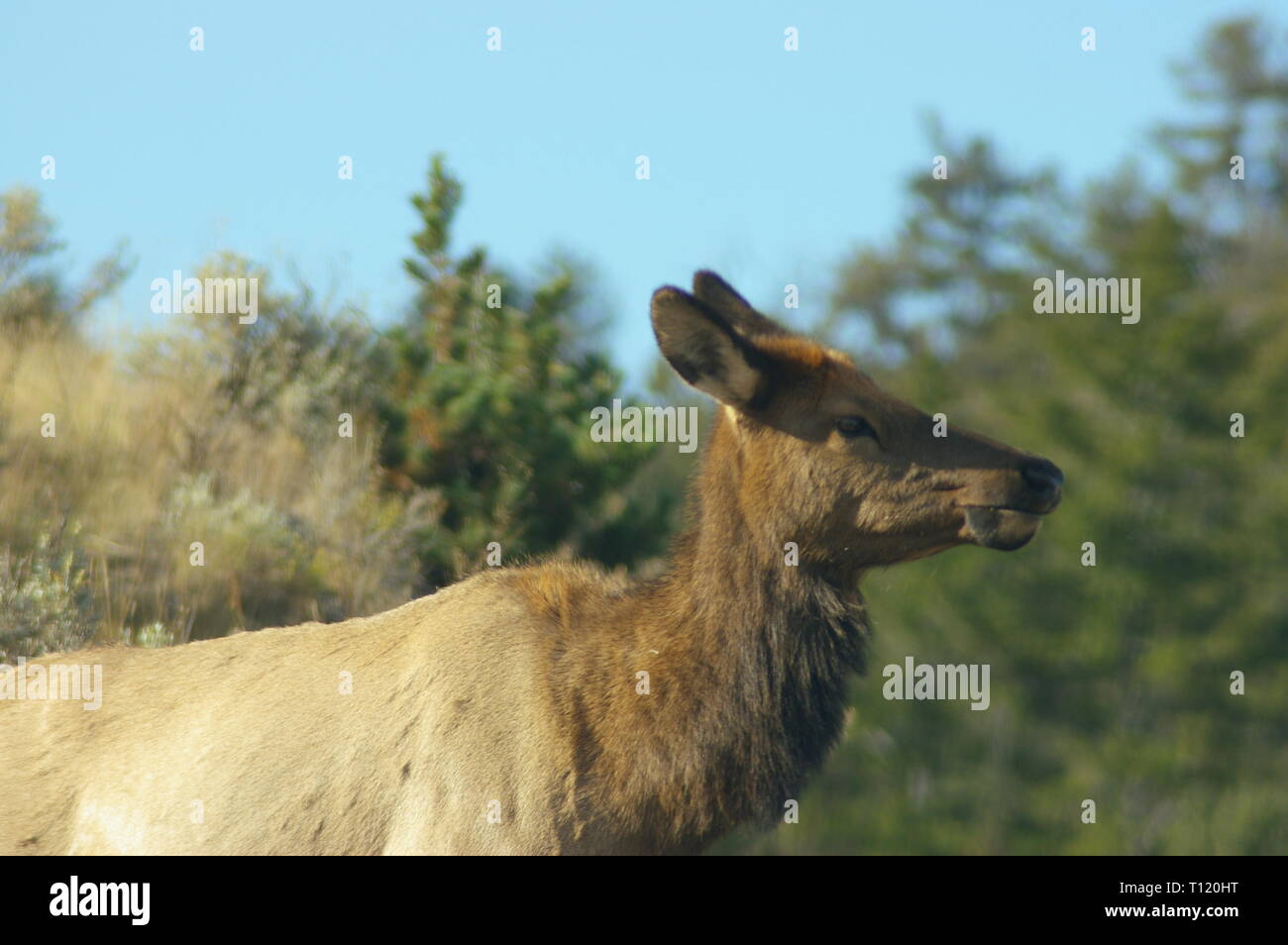 Yellowstone national park cow hi-res stock photography and images - Alamy