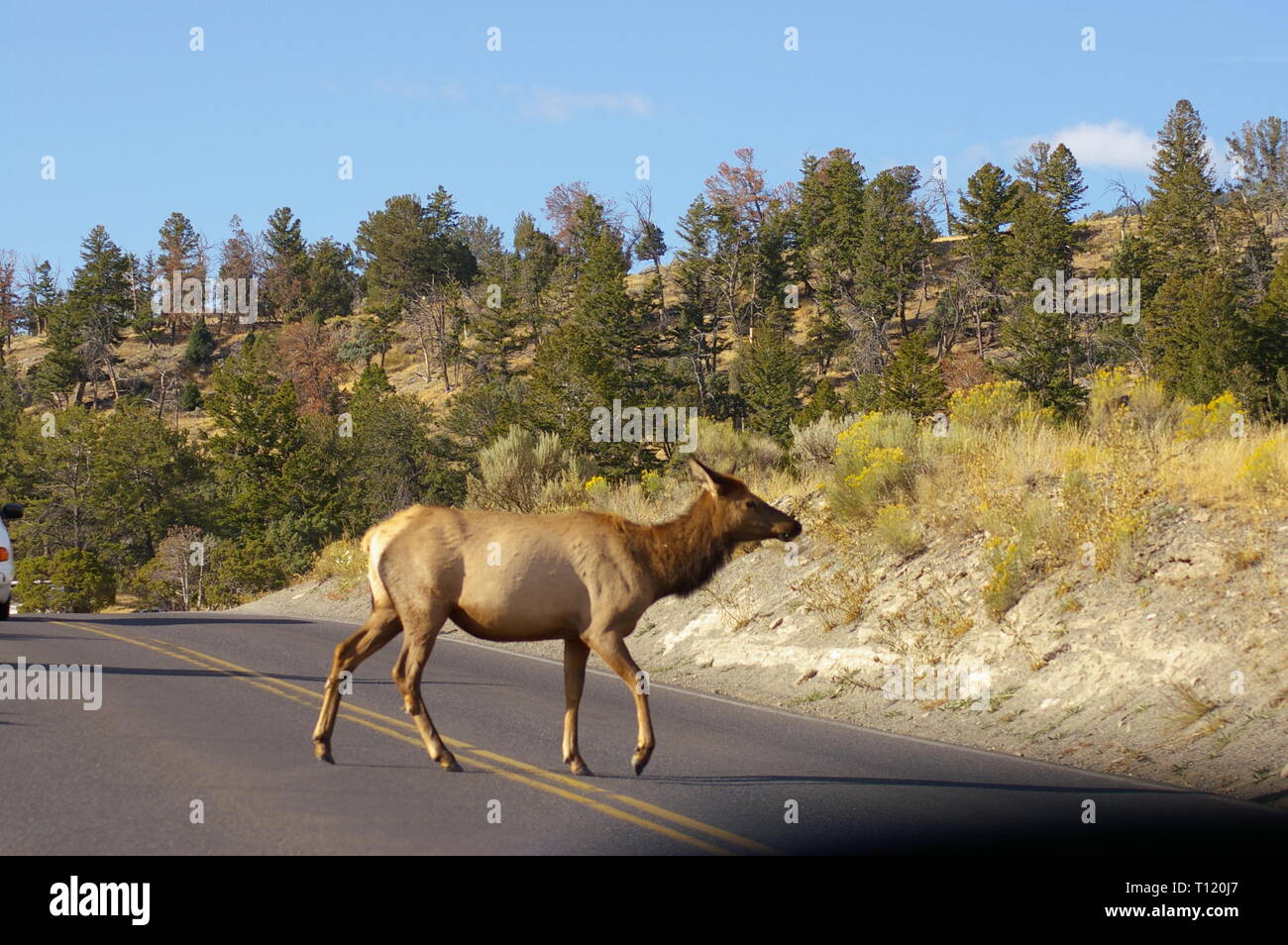 Elk crossing road hi-res stock photography and images - Alamy