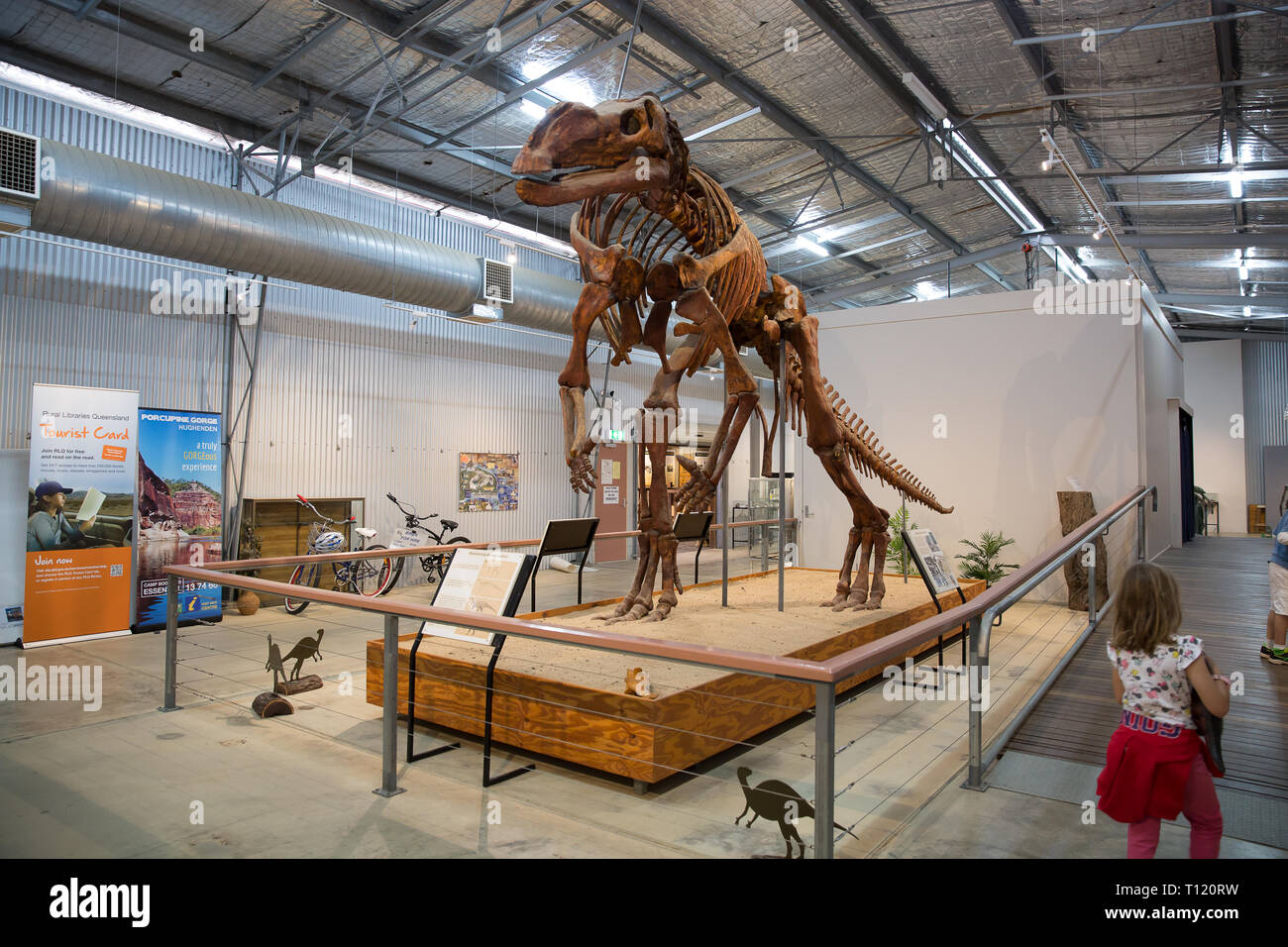 Muttaburrasaurus Skeleton