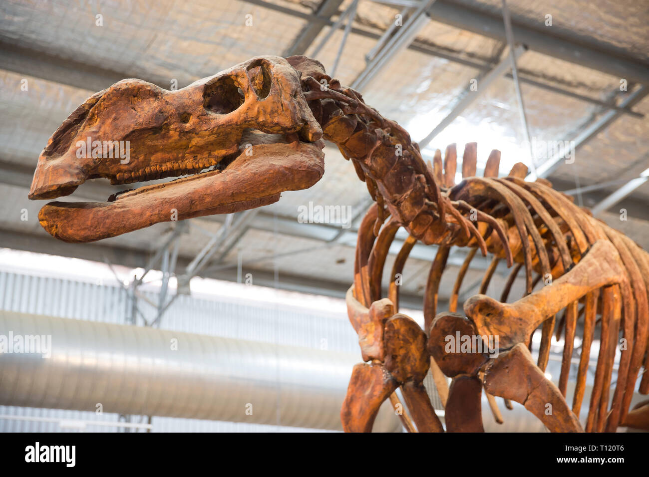 Ornithopod hi-res stock photography and images - Alamy