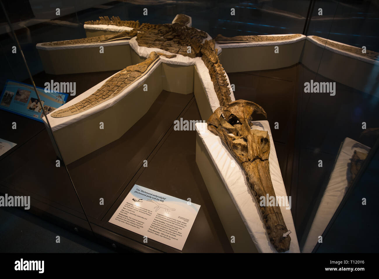 the most complete fossilised remains of a Kronsaurus as seen on display ...