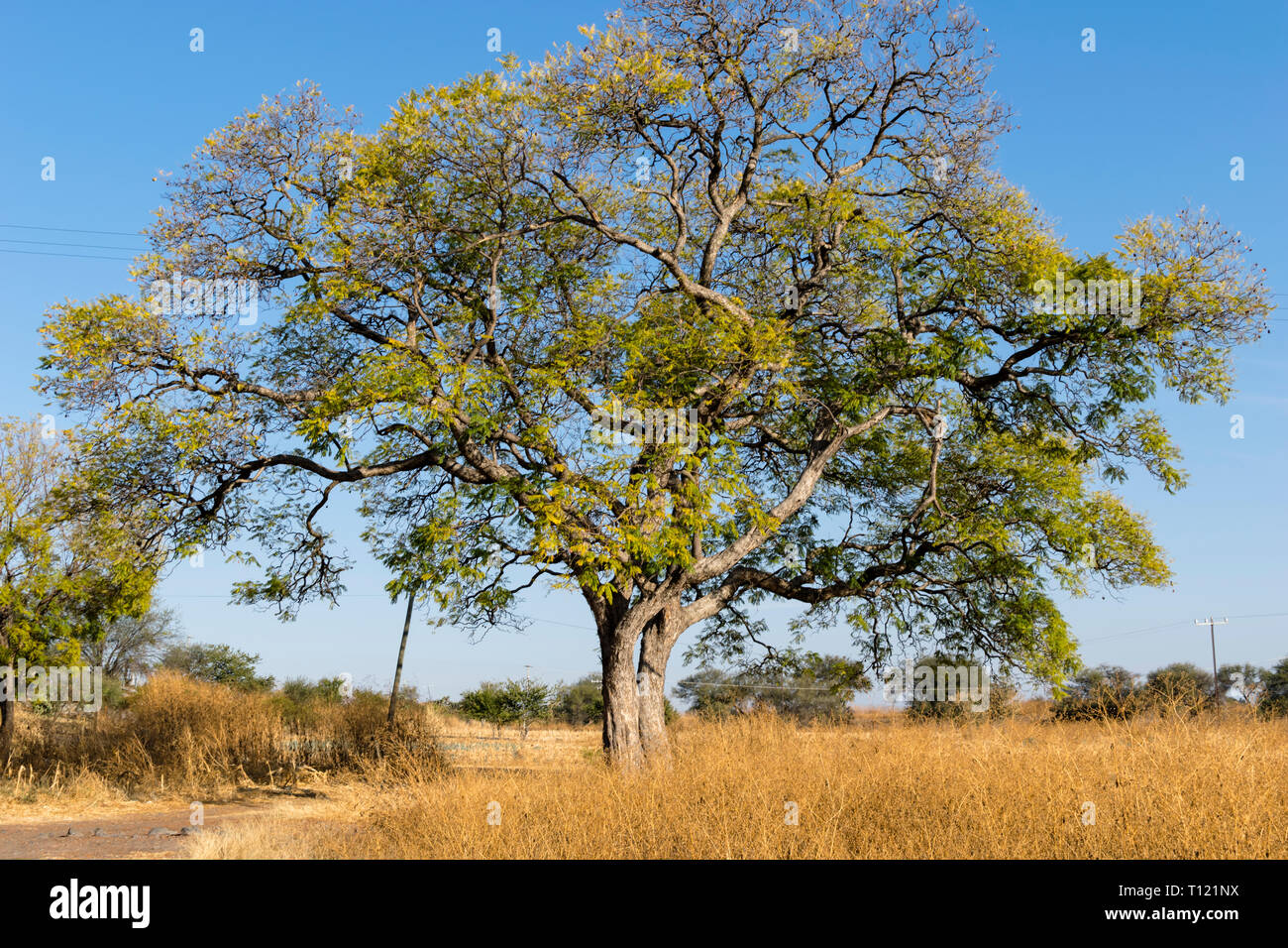 Large leafy tree isolated hi-res stock photography and images - Alamy