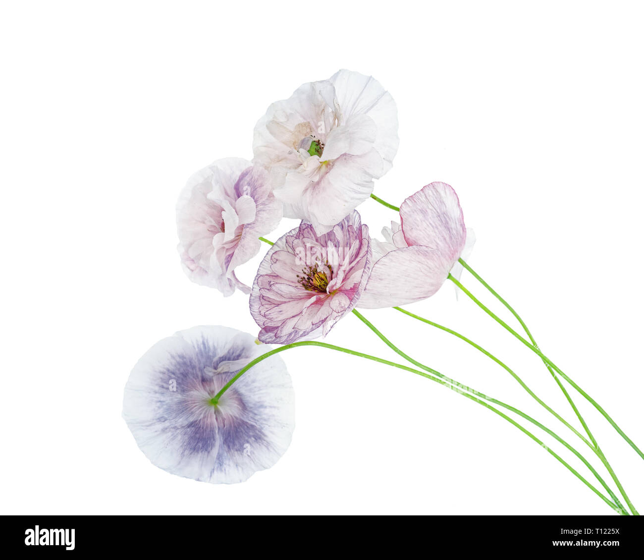 Pandora poppy hi-res stock photography and images - Alamy