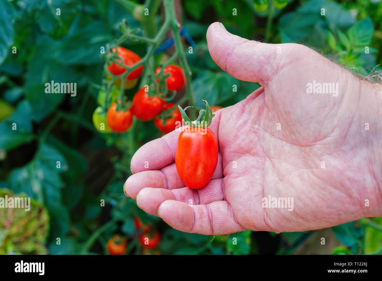 Tomato hand hi-res stock photography and images - Alamy