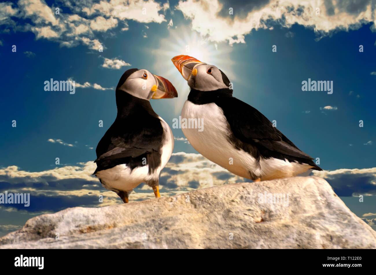 Puffin mates hi-res stock photography and images - Alamy