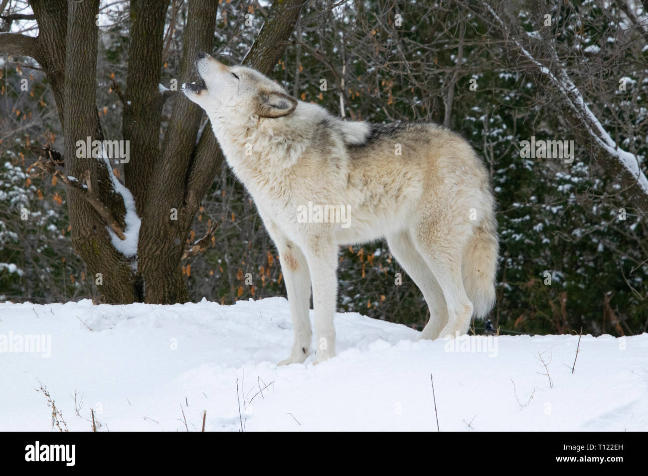 A Timber Wolf howling Stock Photo - Alamy