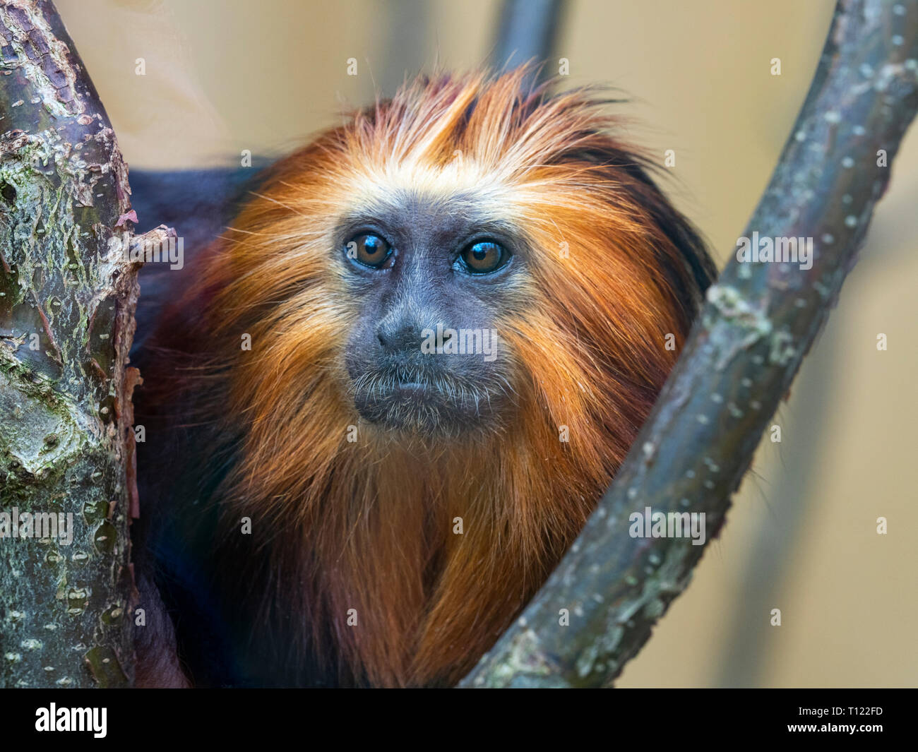 Golden-headed lion tamarin Leontopithecus chrysomelas Captive portrait ... Golden-headed lion tamarin Leontopithecus chrysomelas Captive portrait ...