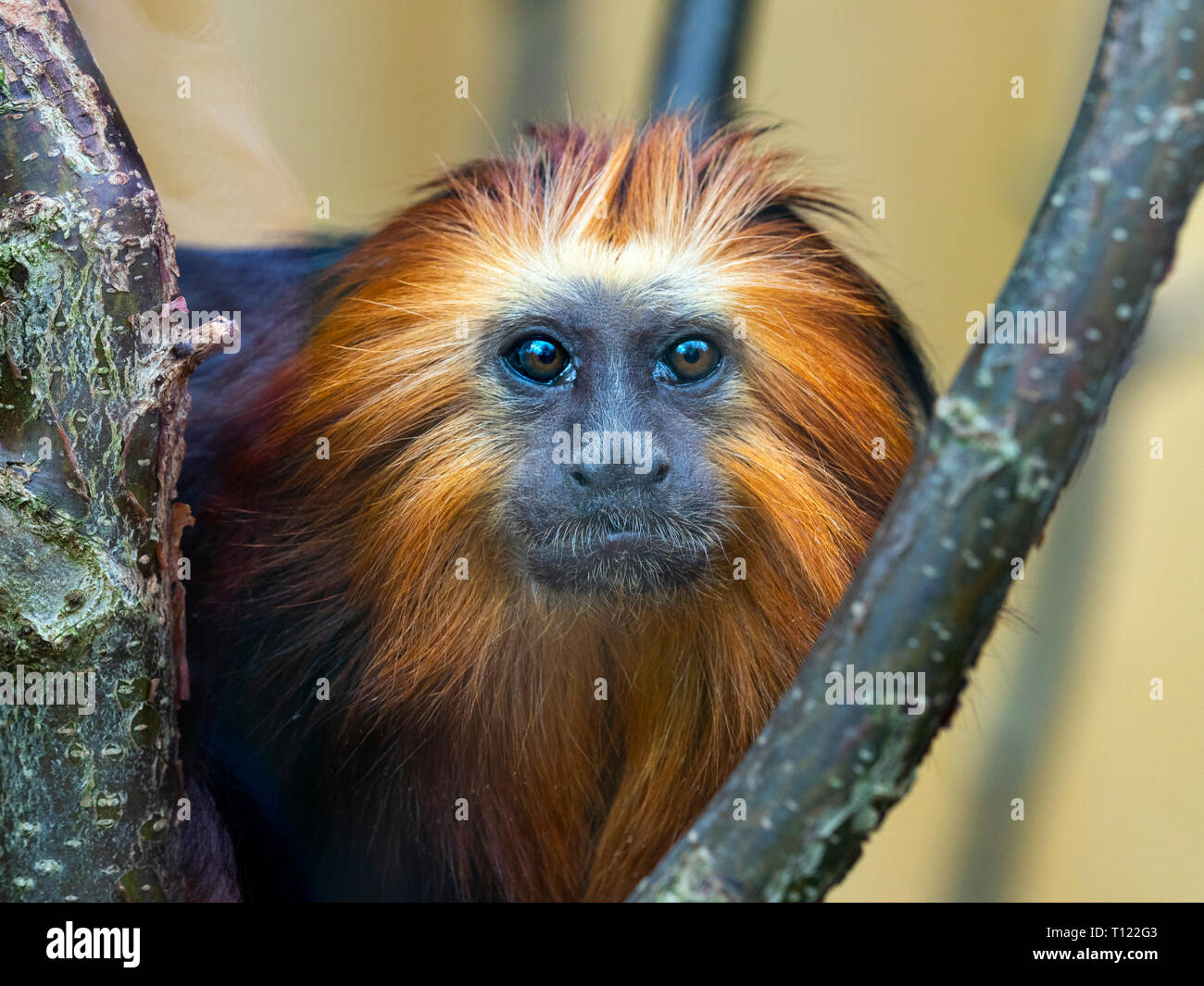 Golden-headed lion tamarin Leontopithecus chrysomelas Captive portrait ...