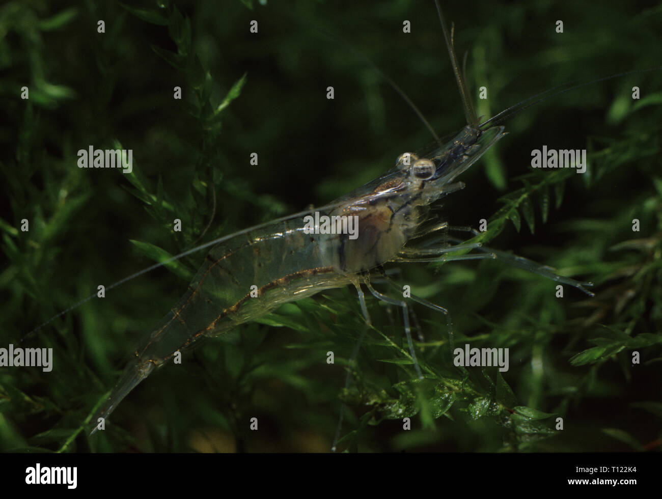 Asian glass or ghost shrimp (Macrobrachium lanchesteri Stock Photo - Alamy