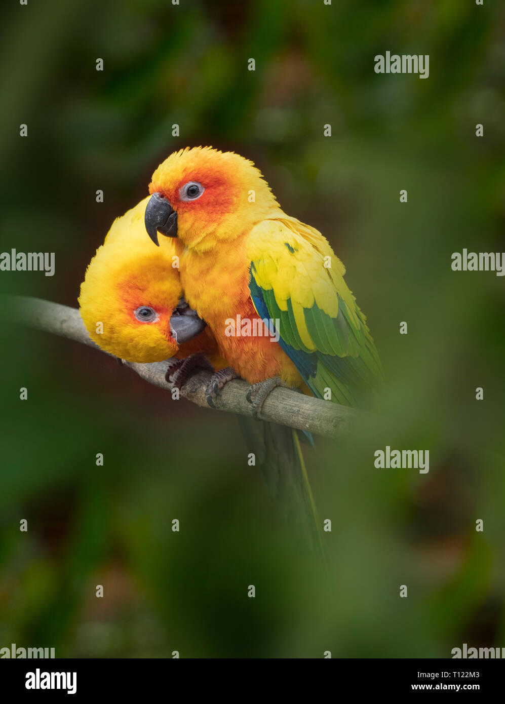 Beautiful male sun conure aratinga hi-res stock photography and images ...