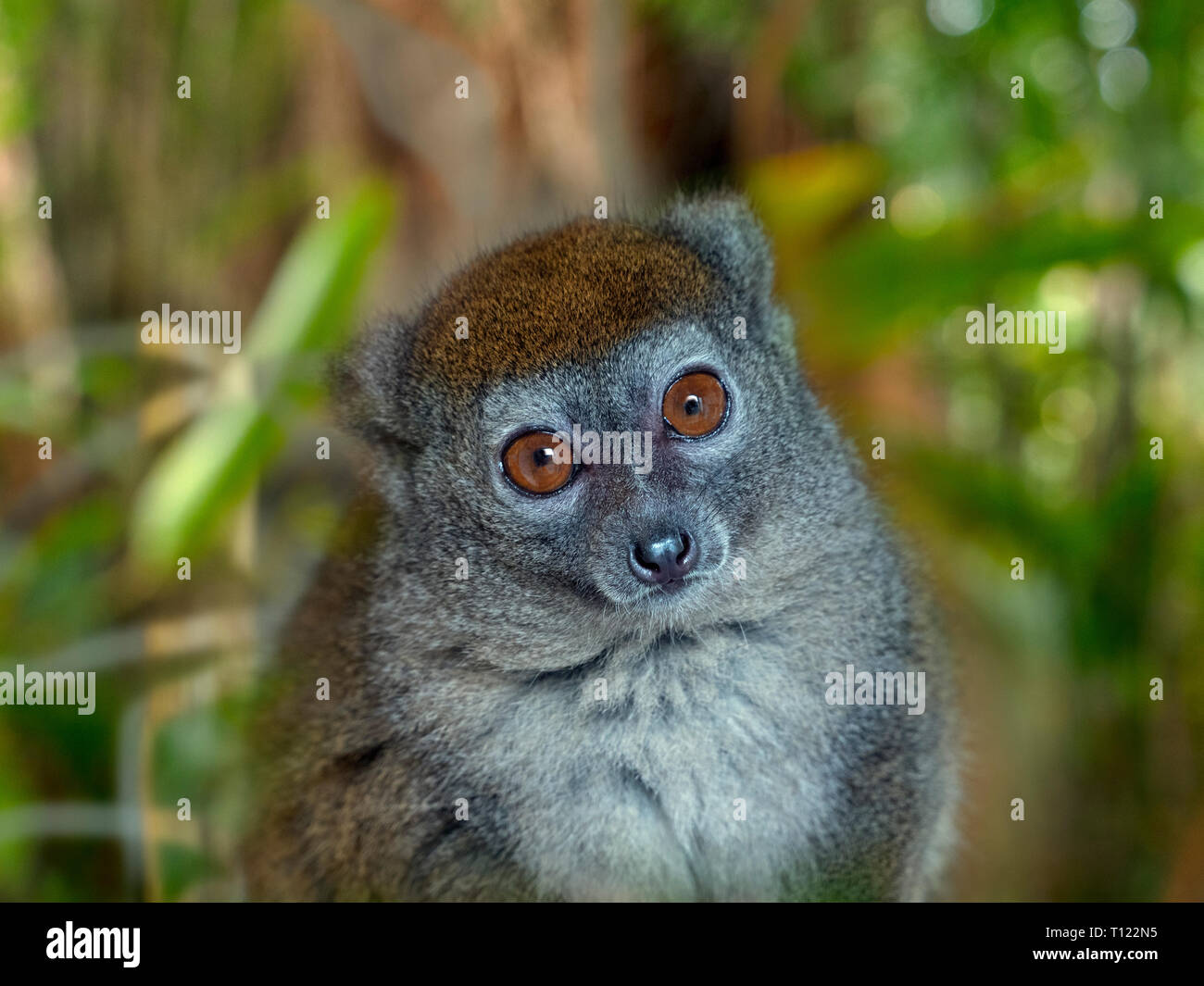 Western lesser bamboo lemur Hapalemur occidentalis also known as the ...