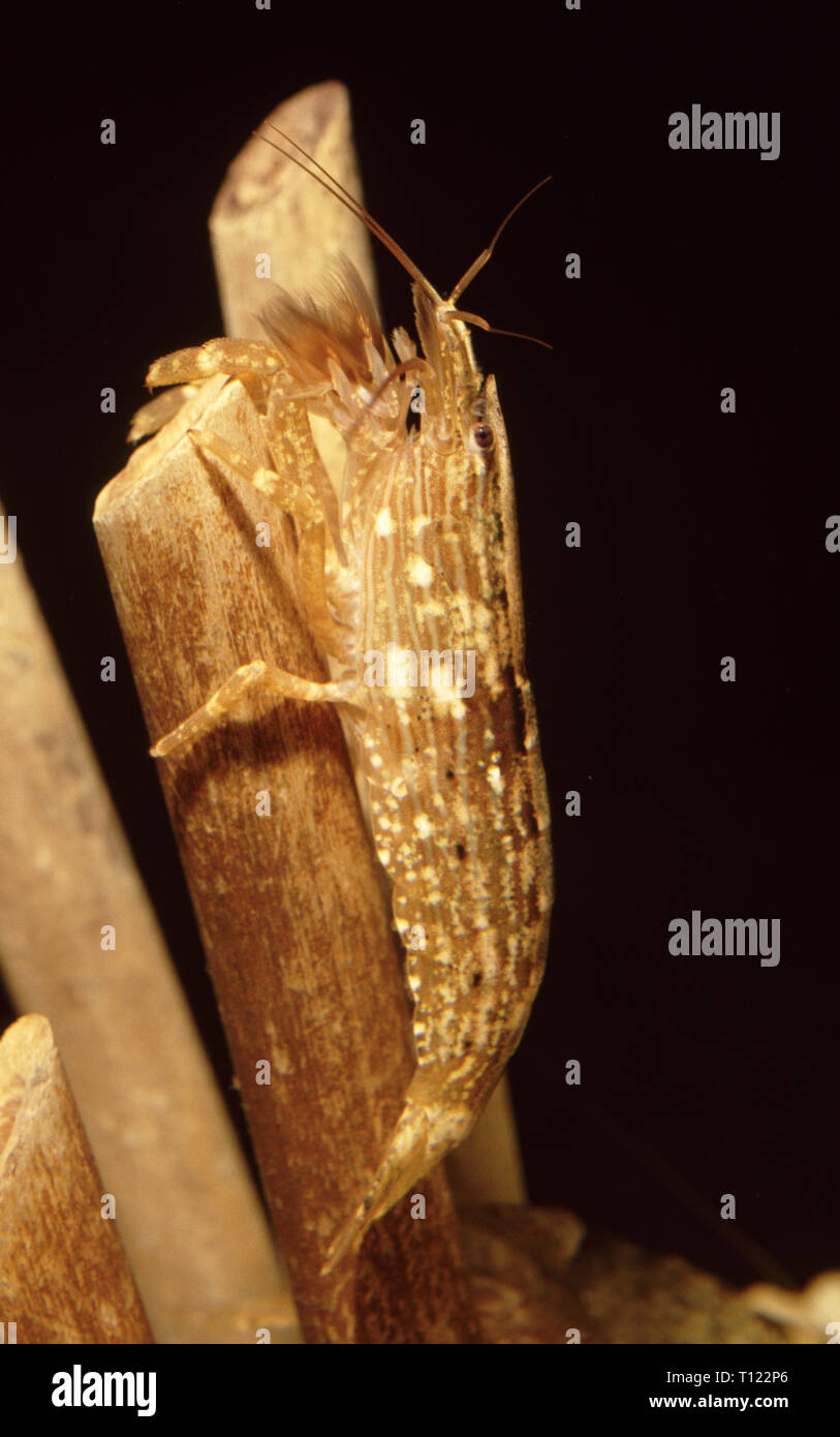 Wood or bamboo fan shrimp (Atyopsis moluccensis Stock Photo - Alamy