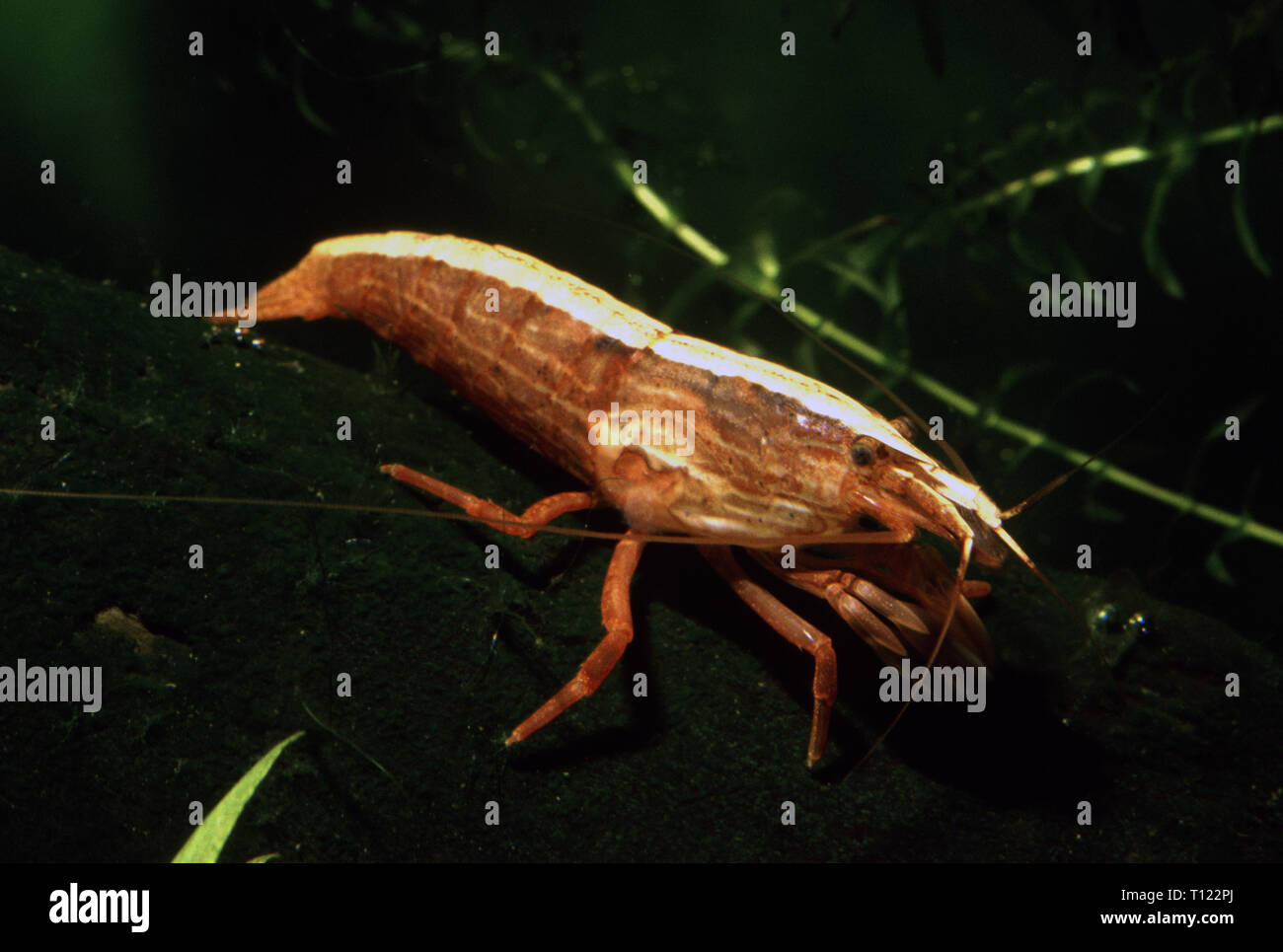 Wood or bamboo fan shrimp (Atyopsis moluccensis Stock Photo - Alamy