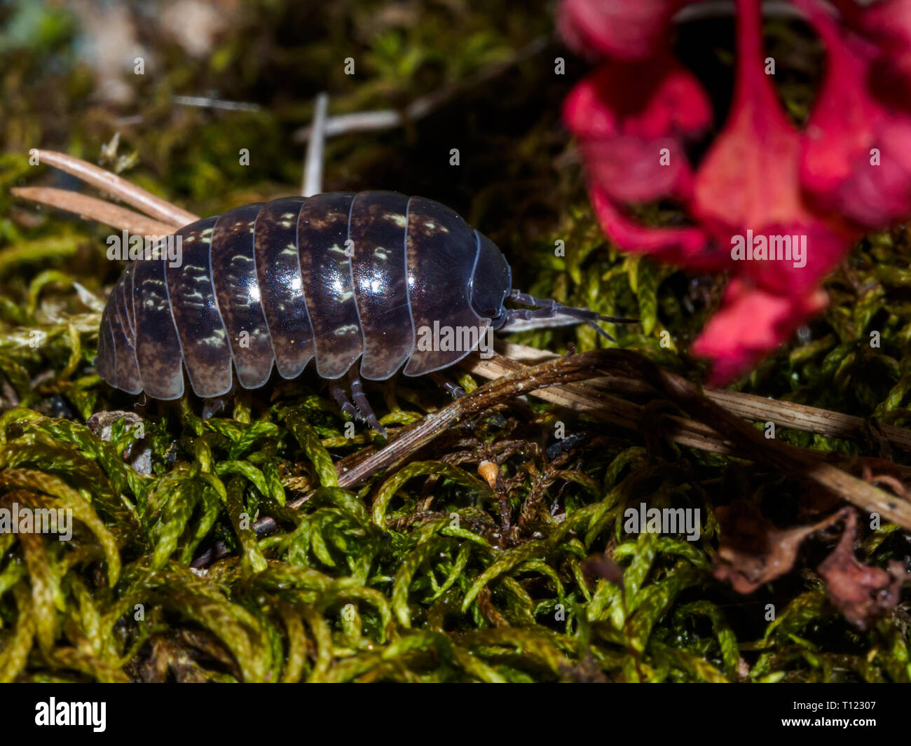 Rollie hi-res stock photography and images - Alamy