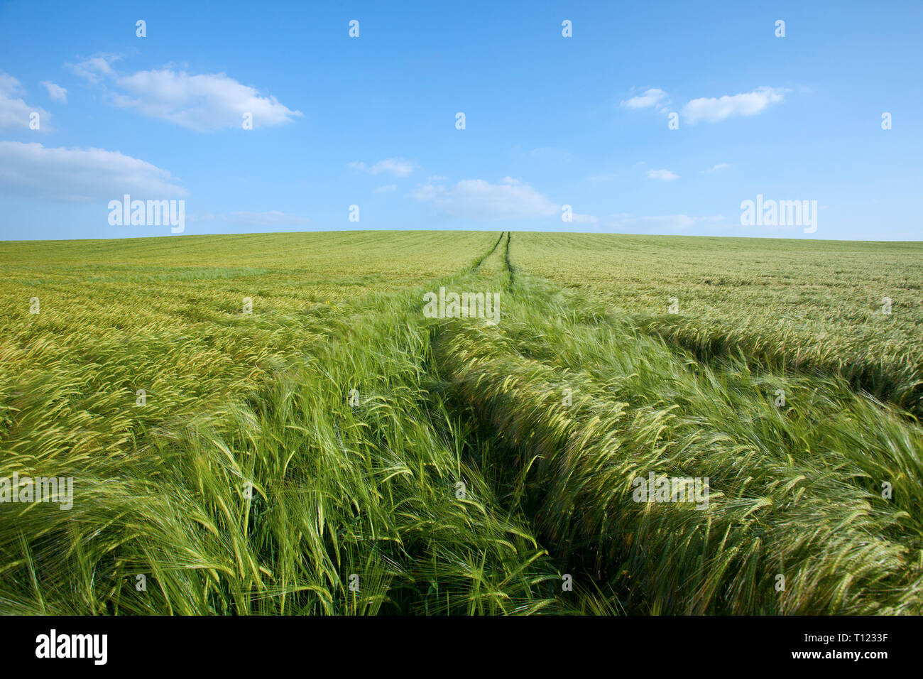 Summer barley hi-res stock photography and images - Alamy